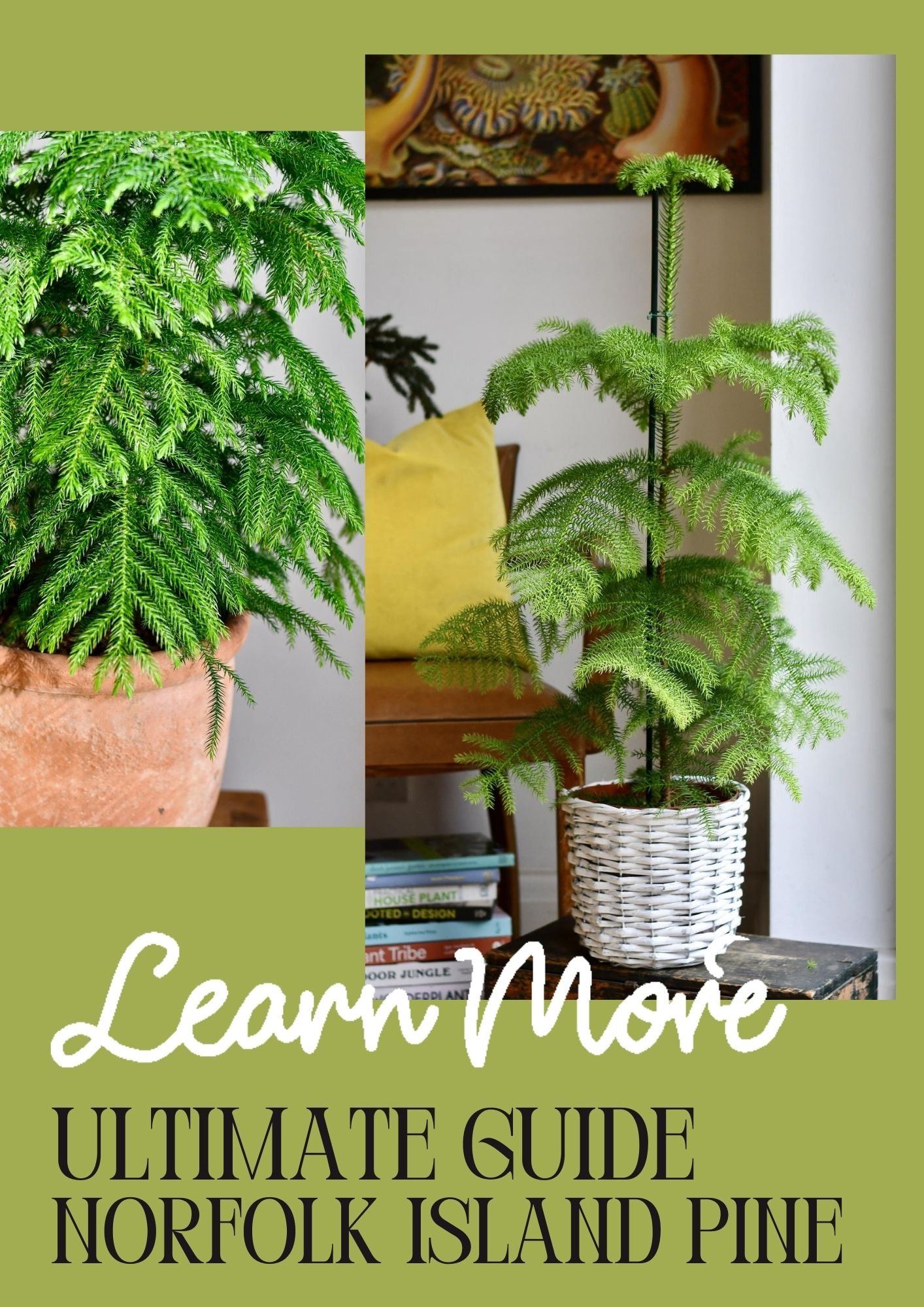 Norfolk Island Pine Houseplant Care Norfolk Island Pine Care Guide: A