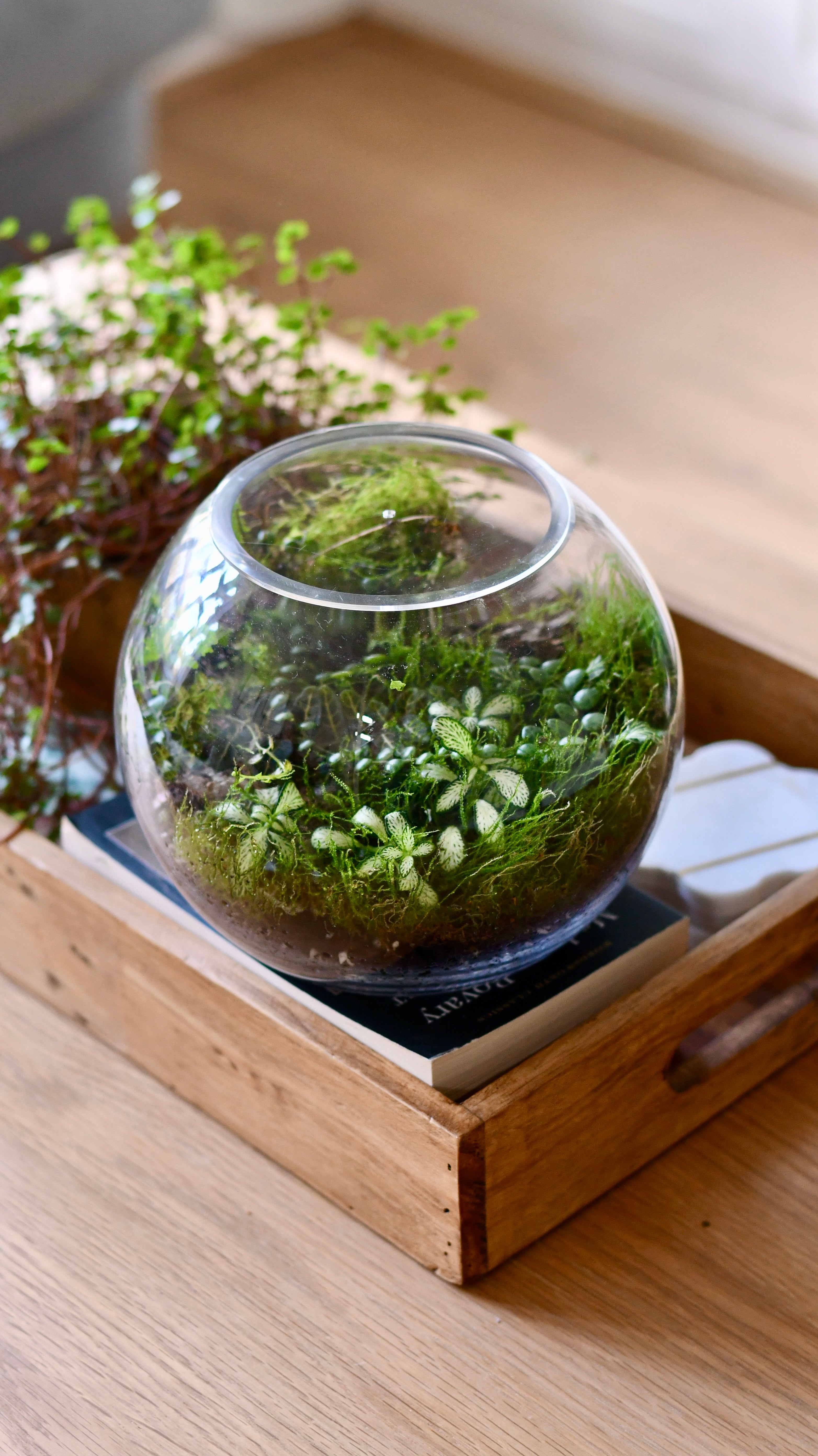 5 Common Terrarium Mistakes (and How to Avoid Them) – Happy Houseplants