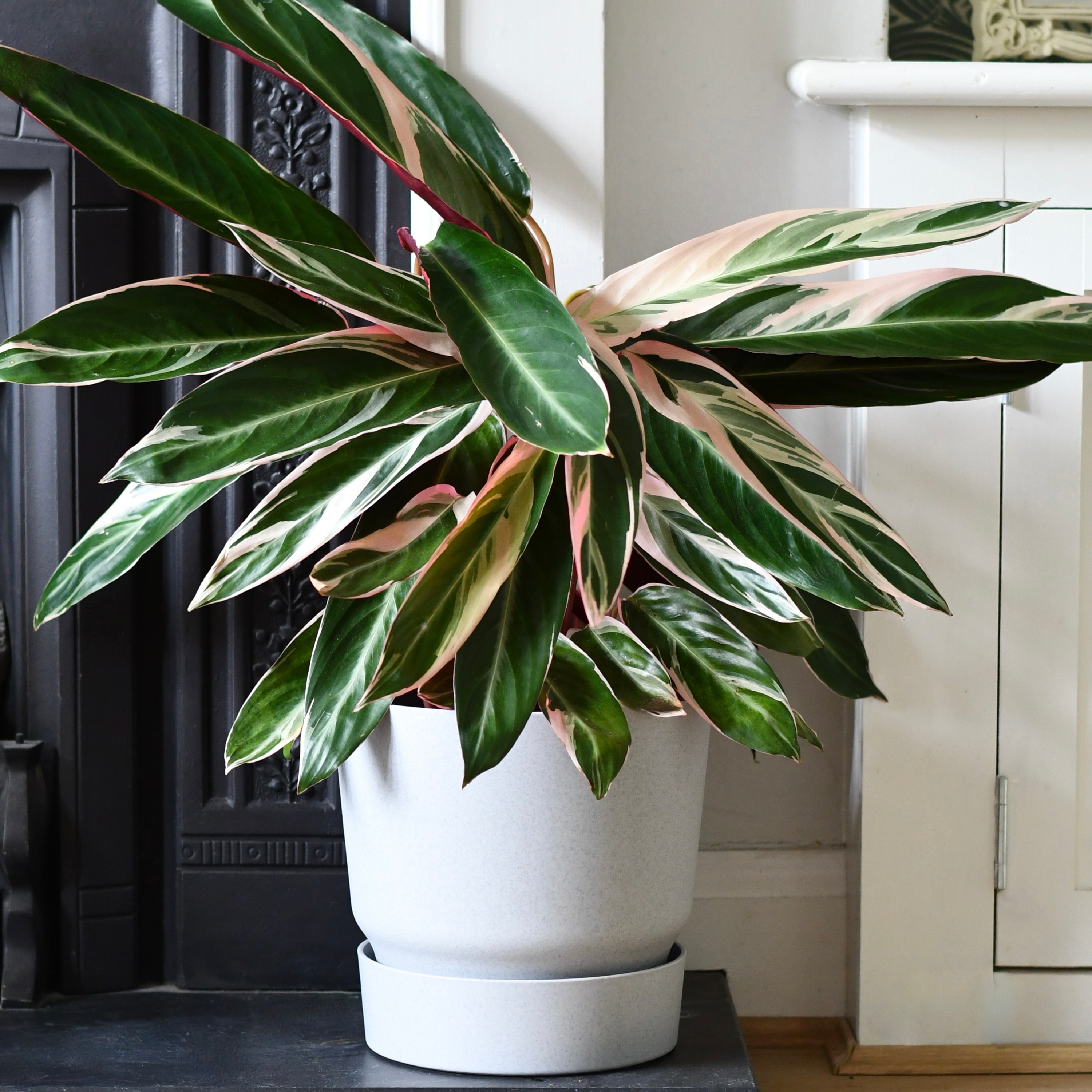 Brussels Round Plant Pot 25cm - Indoor Plant pot – Happy Houseplants Brussels Round Plant Pot 25cm - Indoor Plant pot – Happy Houseplants