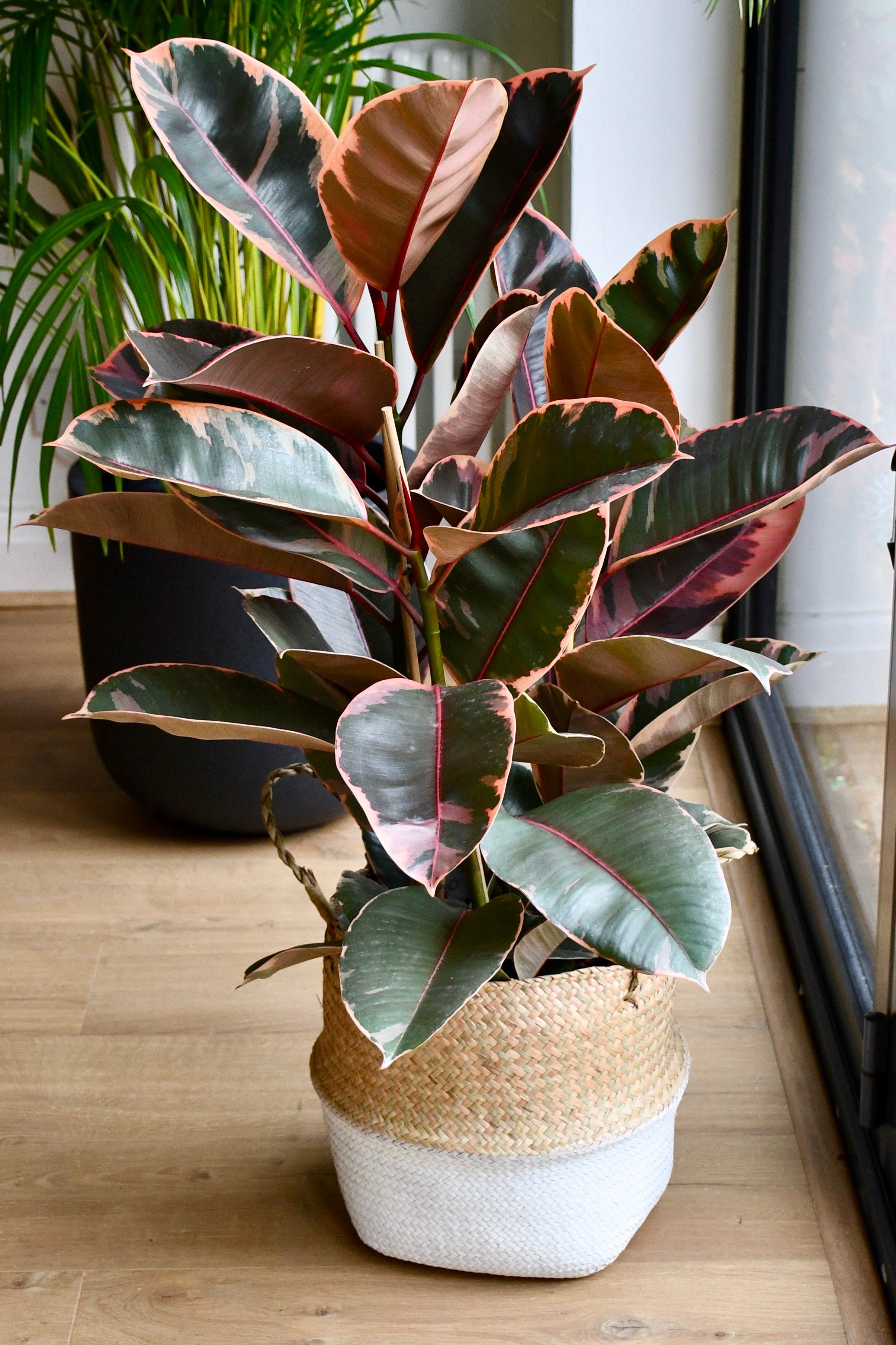 ficus elastica belize ruby