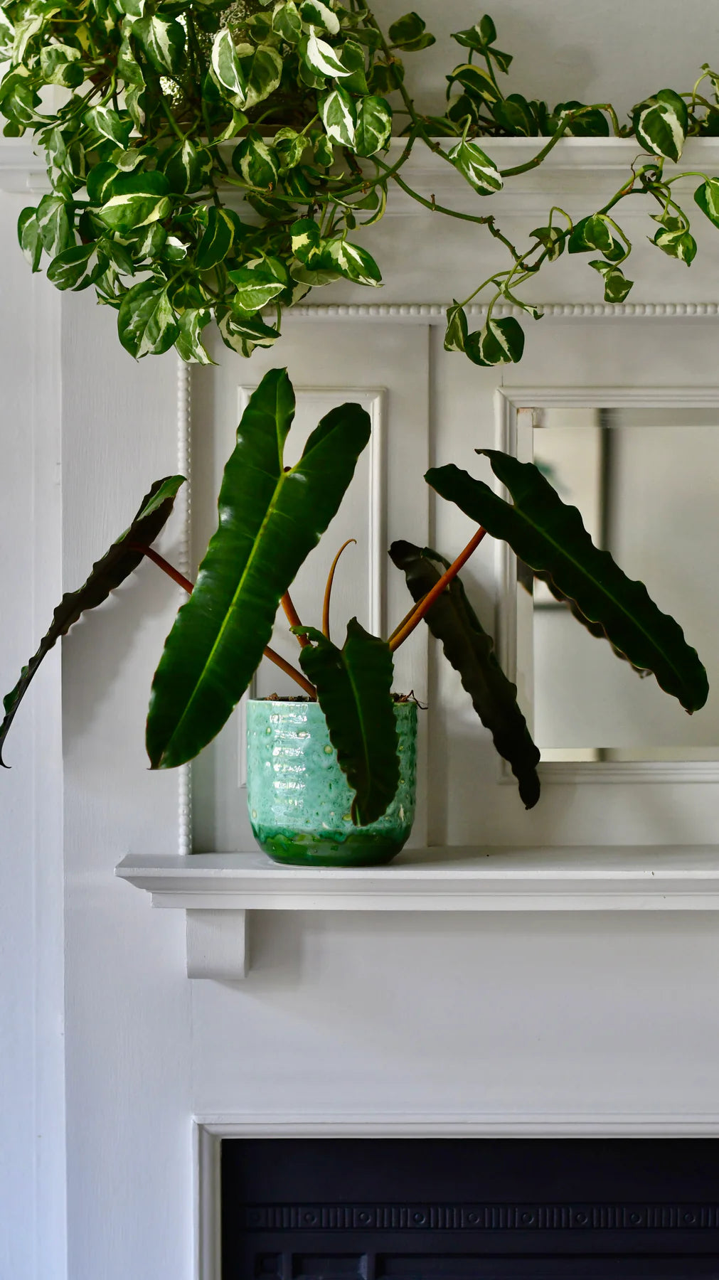 Green Friday Extravaganza: Unveiling Our Best Value Black Friday Plant ...