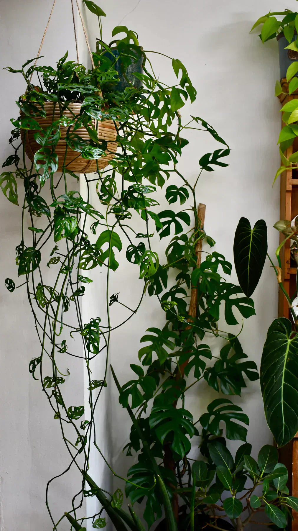 Monstera Confusion: Cheese Plant vs. Adansonii vs. Obliqua 'Peru' – Wh ...