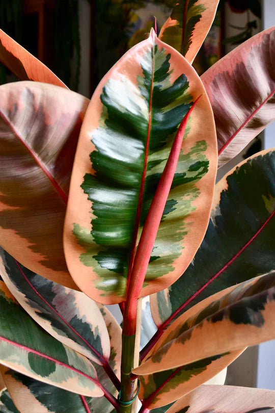 Ficus Care Guide – Happy Houseplants