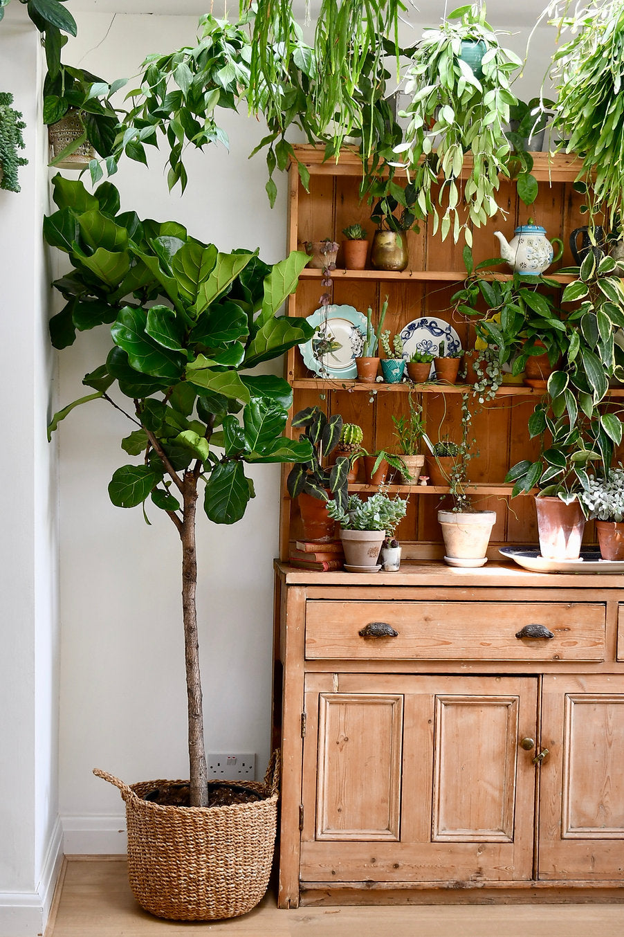 Happy Houseplants | Creating Living Spaces with Plants | Houseplant ...