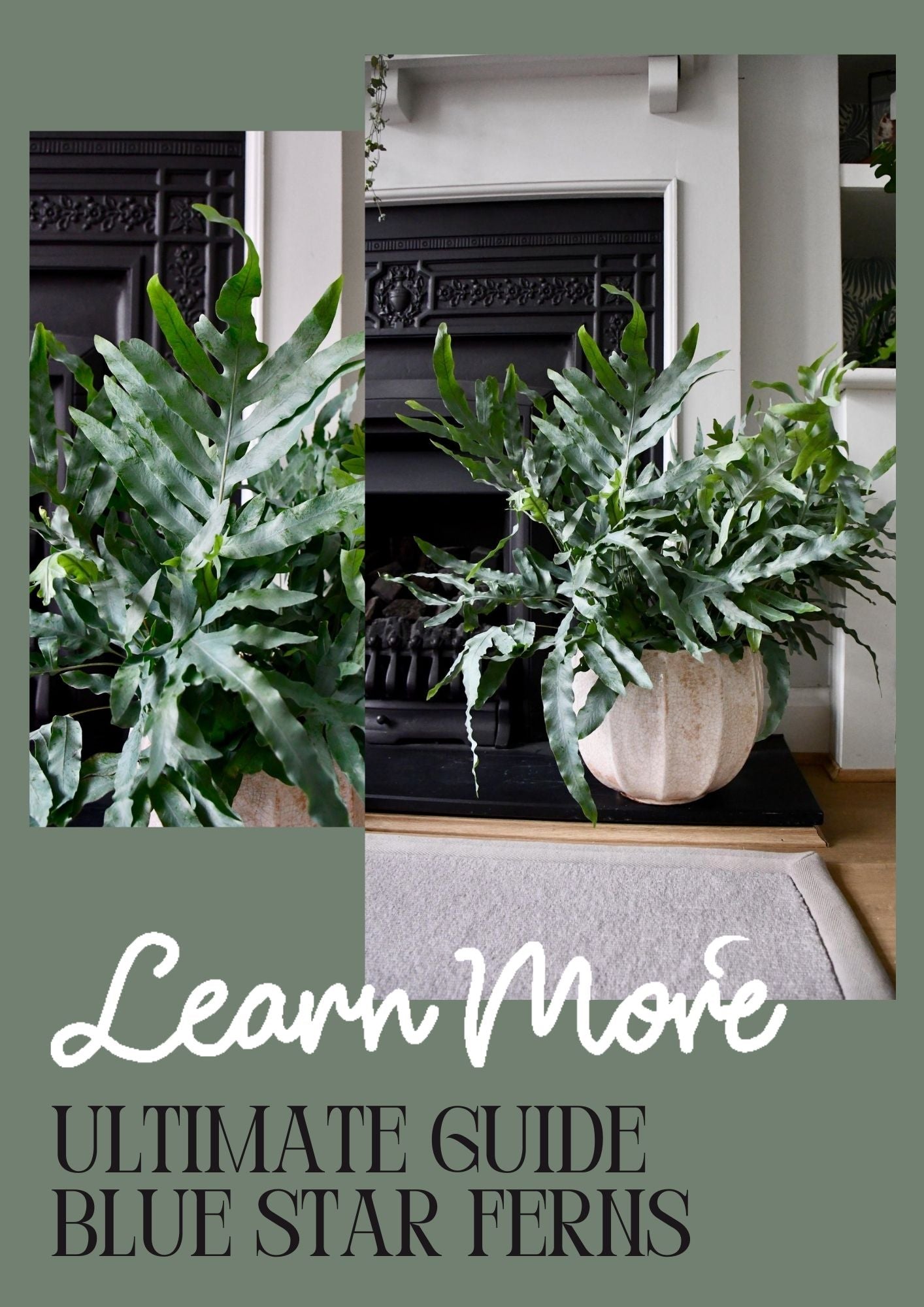 Blue Star Ferns care guide: The Best Fern for Indoors – Happy Houseplants