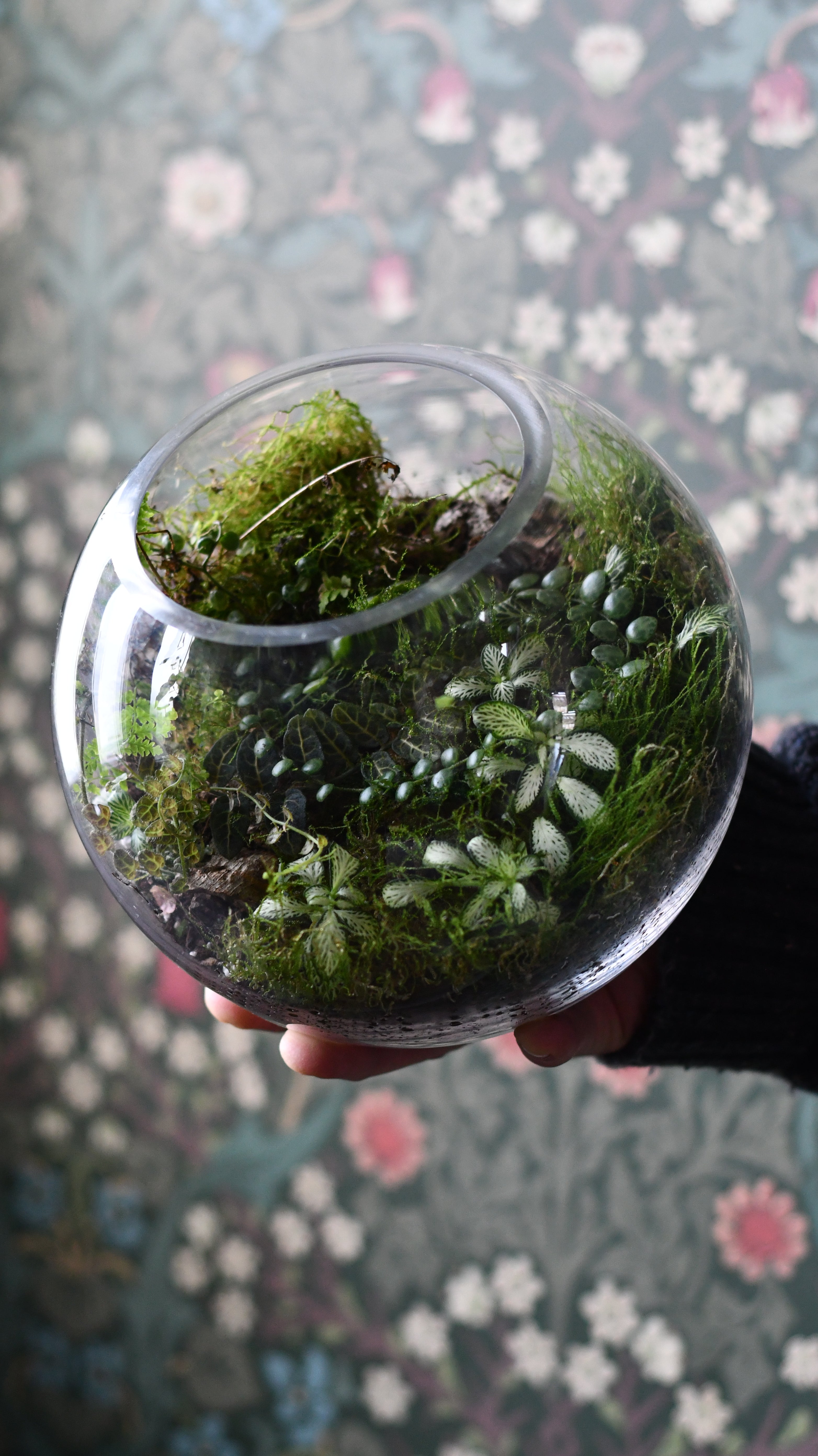 The Ultimate Guide to DIY Terrarium Kits – Happy Houseplants