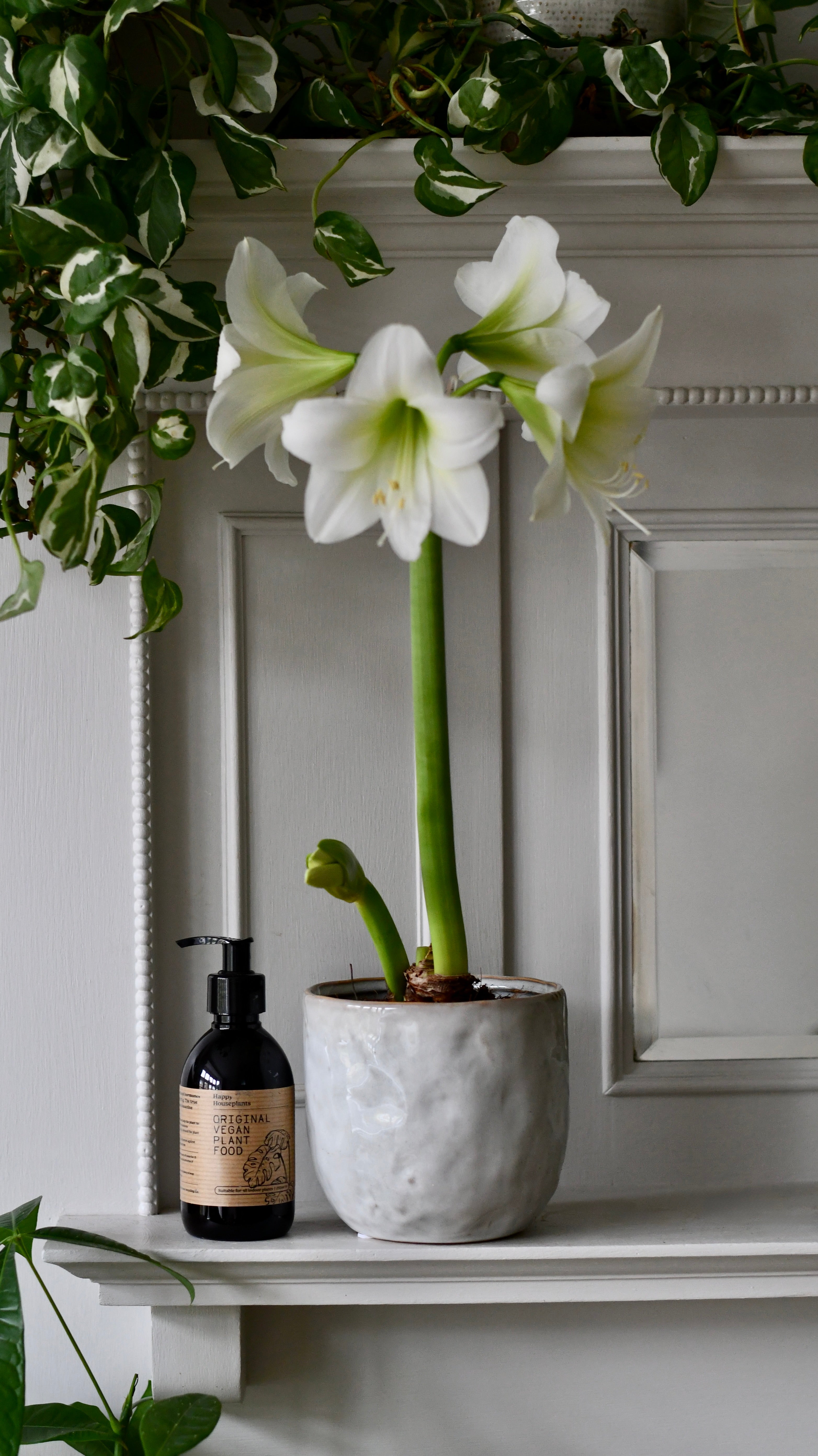 Houseplant trends for 2026: comfort, character and keeping what lasts ...