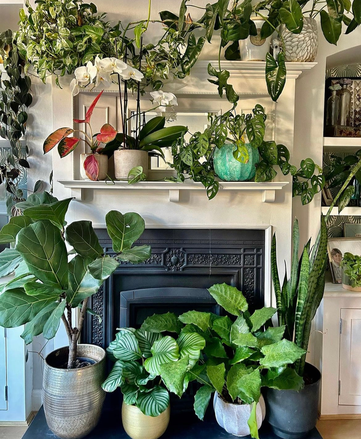 A Detailed Guide to Styling Your Plant Shelf in the Happy Houseplants