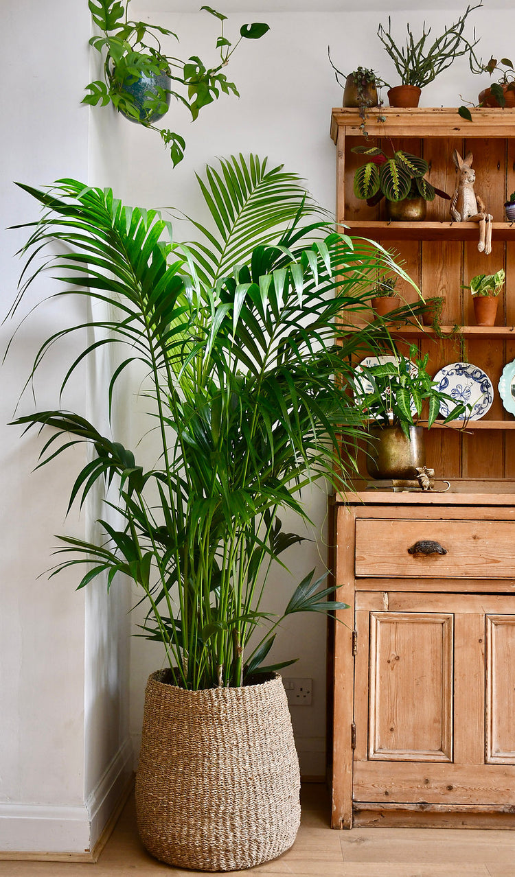 Happy Houseplants – Happy Houseplants