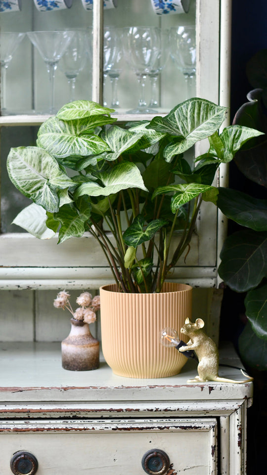 best-selling – Happy Houseplants