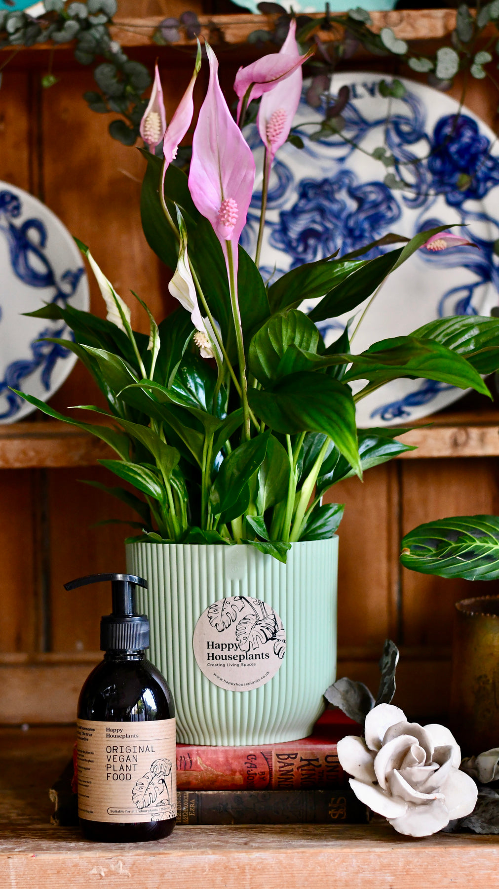 Flowering Houseplants – Happy Houseplants