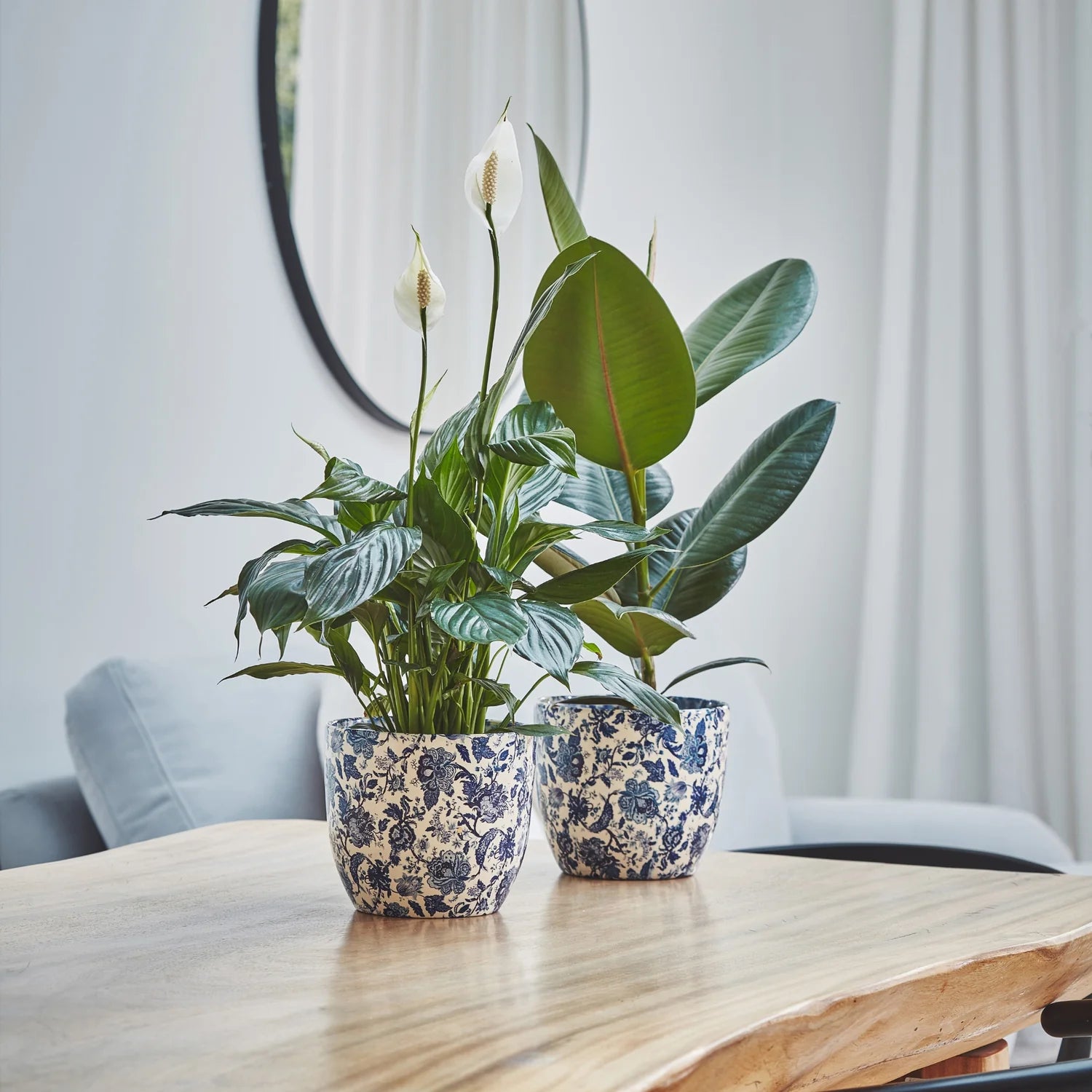 15cm plant pots – Happy Houseplants