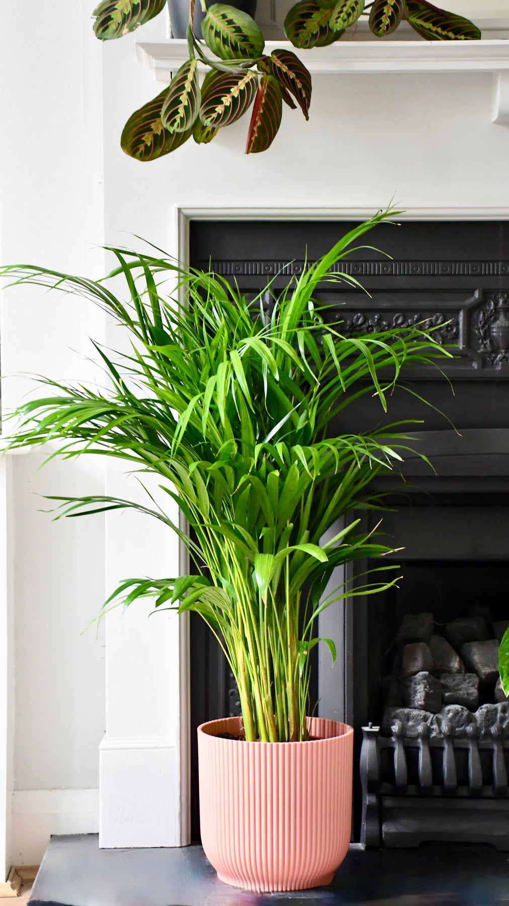 living-room-plants – Happy Houseplants