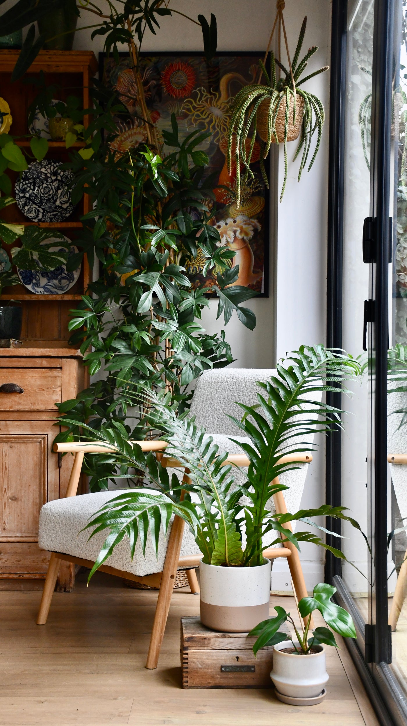 Aglaomorpha Coronans | Snake Leaf Fern | Happy Houseplants – Happy ...