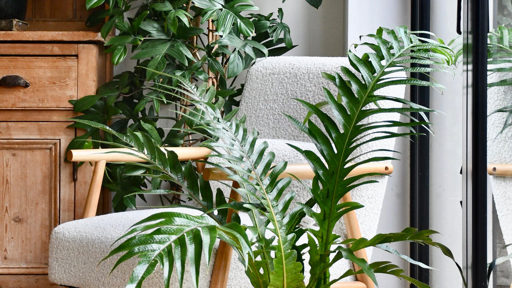 Happy Houseplants | Shop Low Priced Indoor Plants | Buy Plants Now!