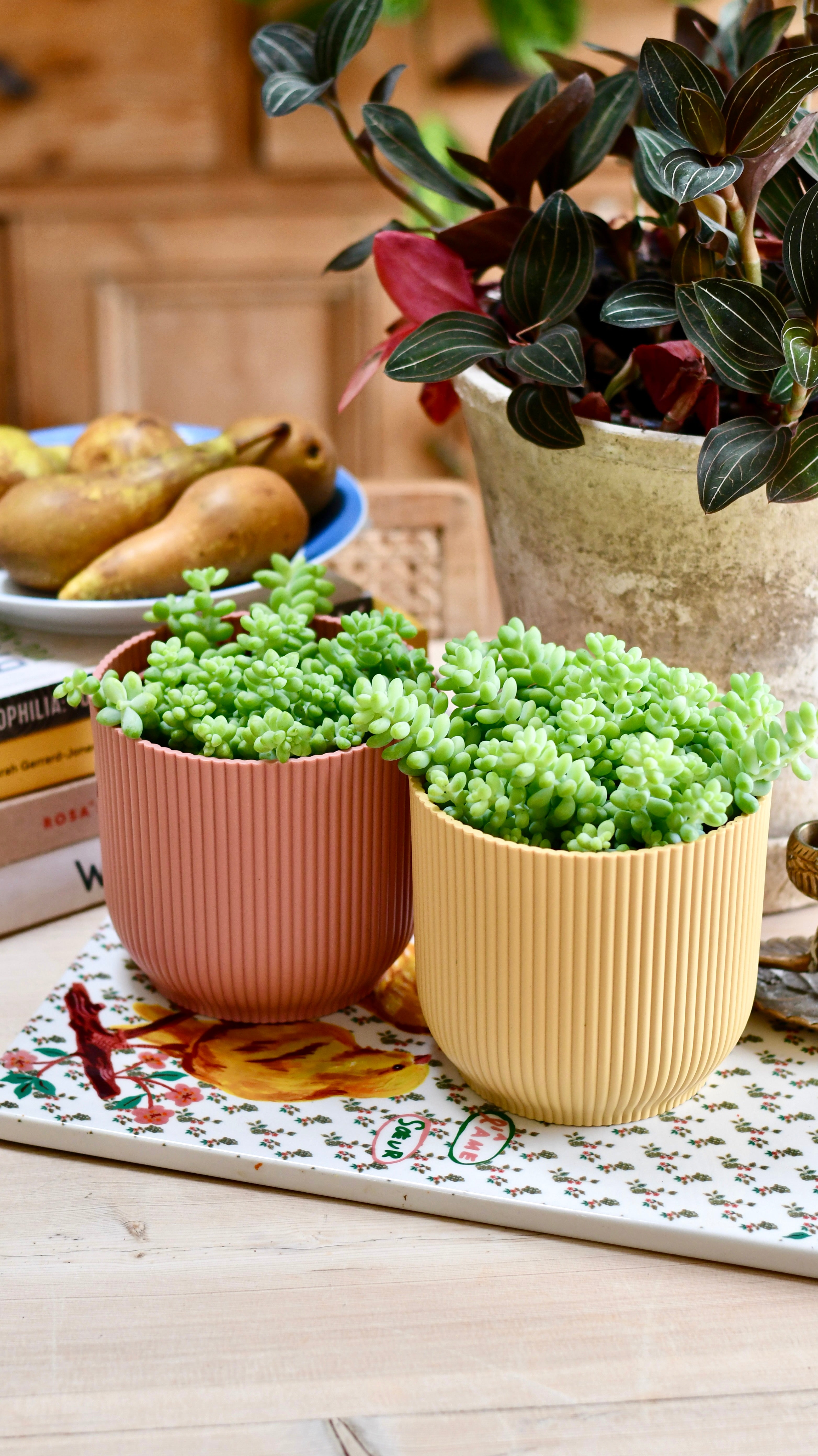 Sedum Burrito Burrows Tail (Sedum Morganianum) – Happy Houseplants