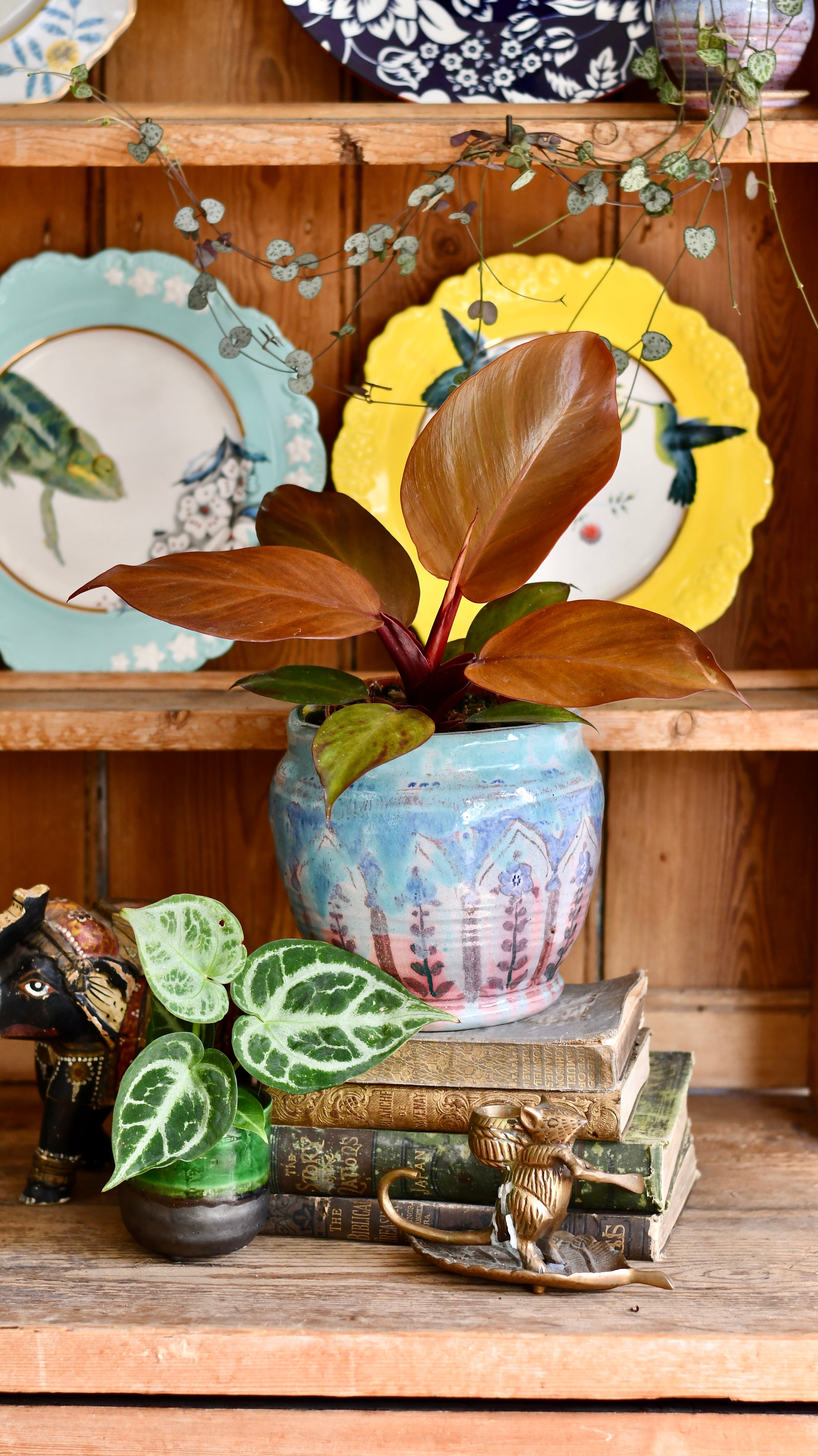 Philodendron Mccolley's Finale | Rare Plant | Happy Houseplants – Happy ...