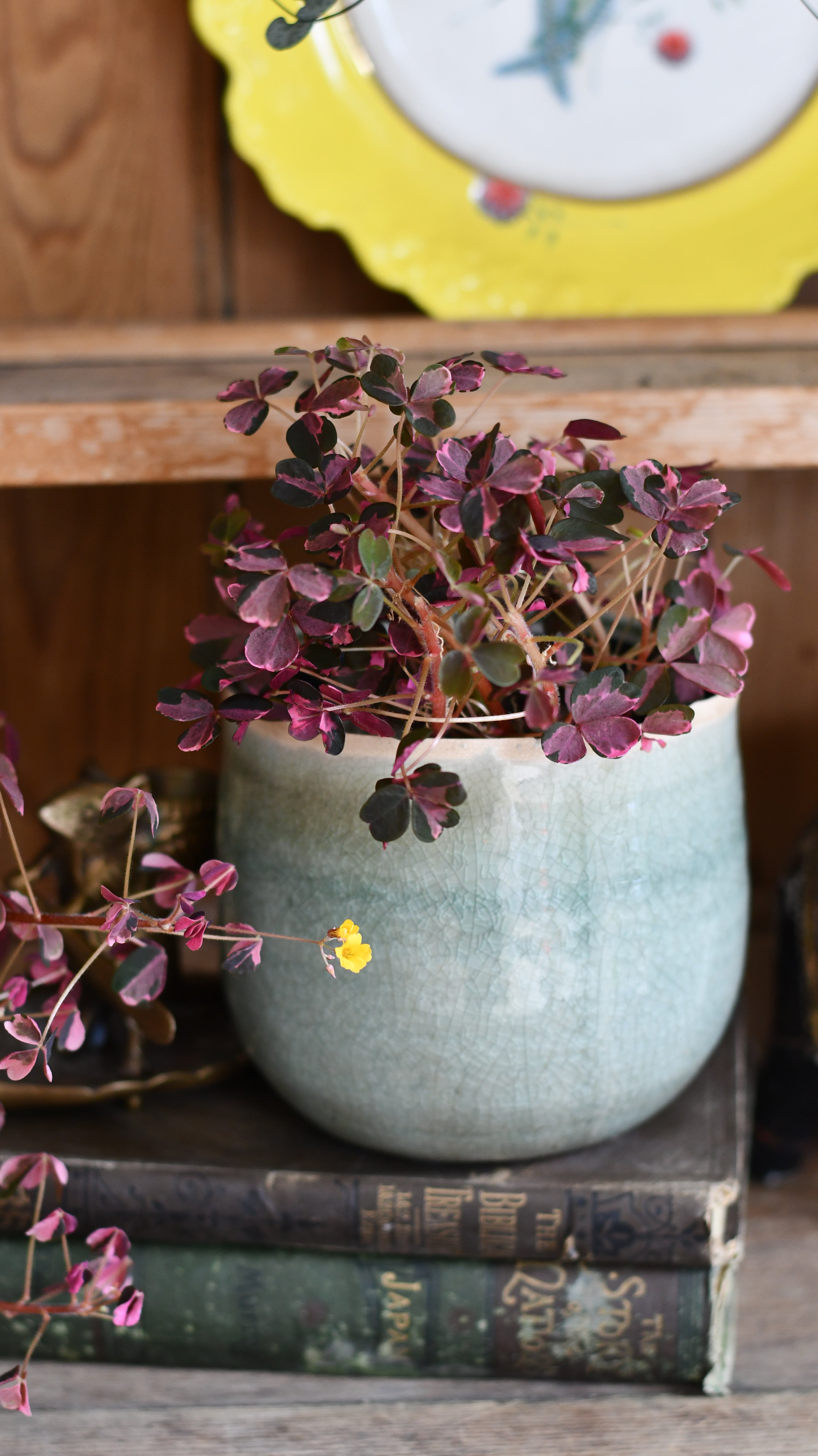 Oxalis spiralis vulcanicola 'Plum Crazy' | Happy Houseplants – Happy ...