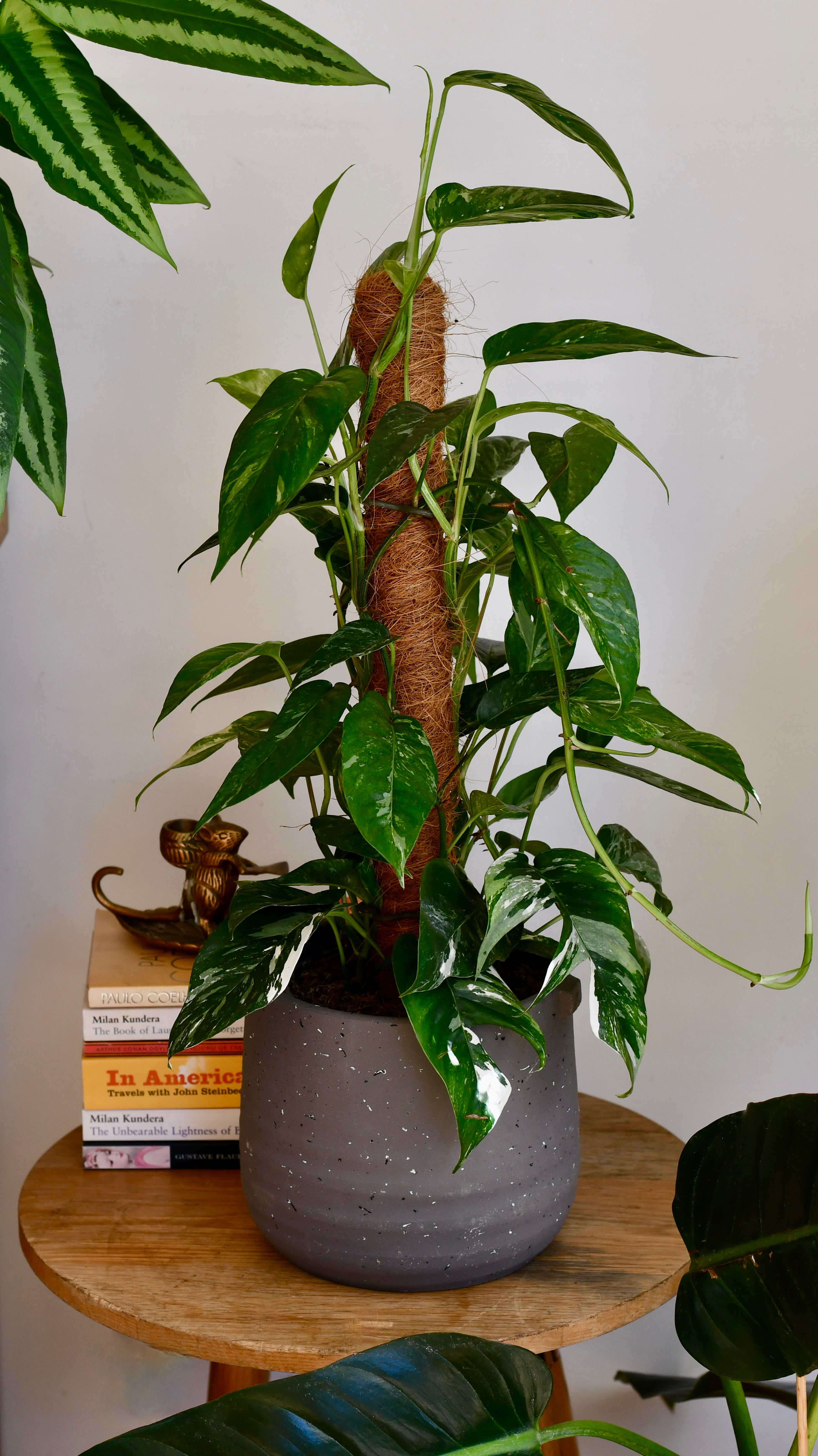 Epipremnum Pinnatum Variegated on Moss Pole | Variegated Pothos | Happ ...