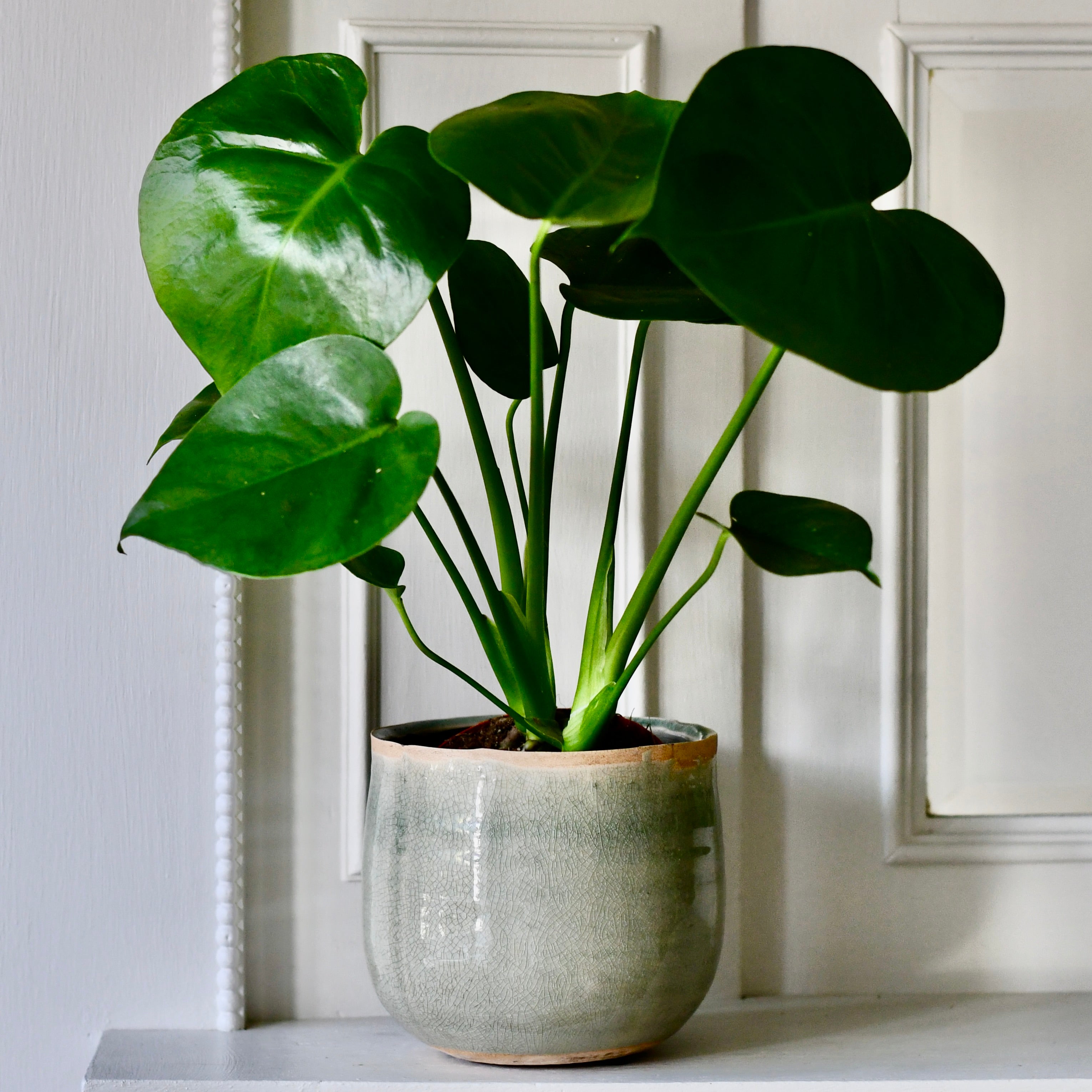 Como Mint premium Glaze planter (12cm plant pot) – Happy Houseplants
