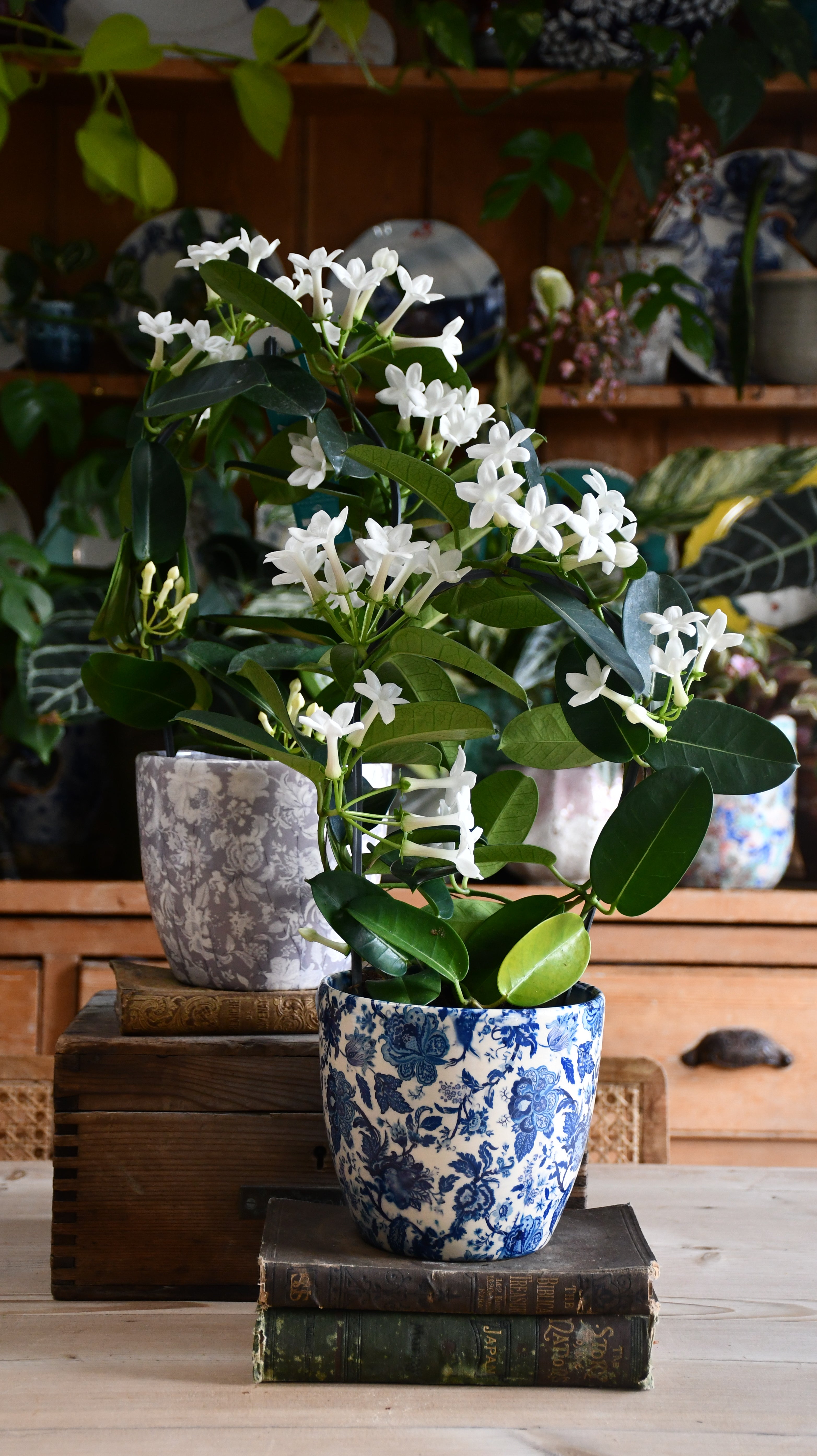 Stephanotis Floribunda Vine
