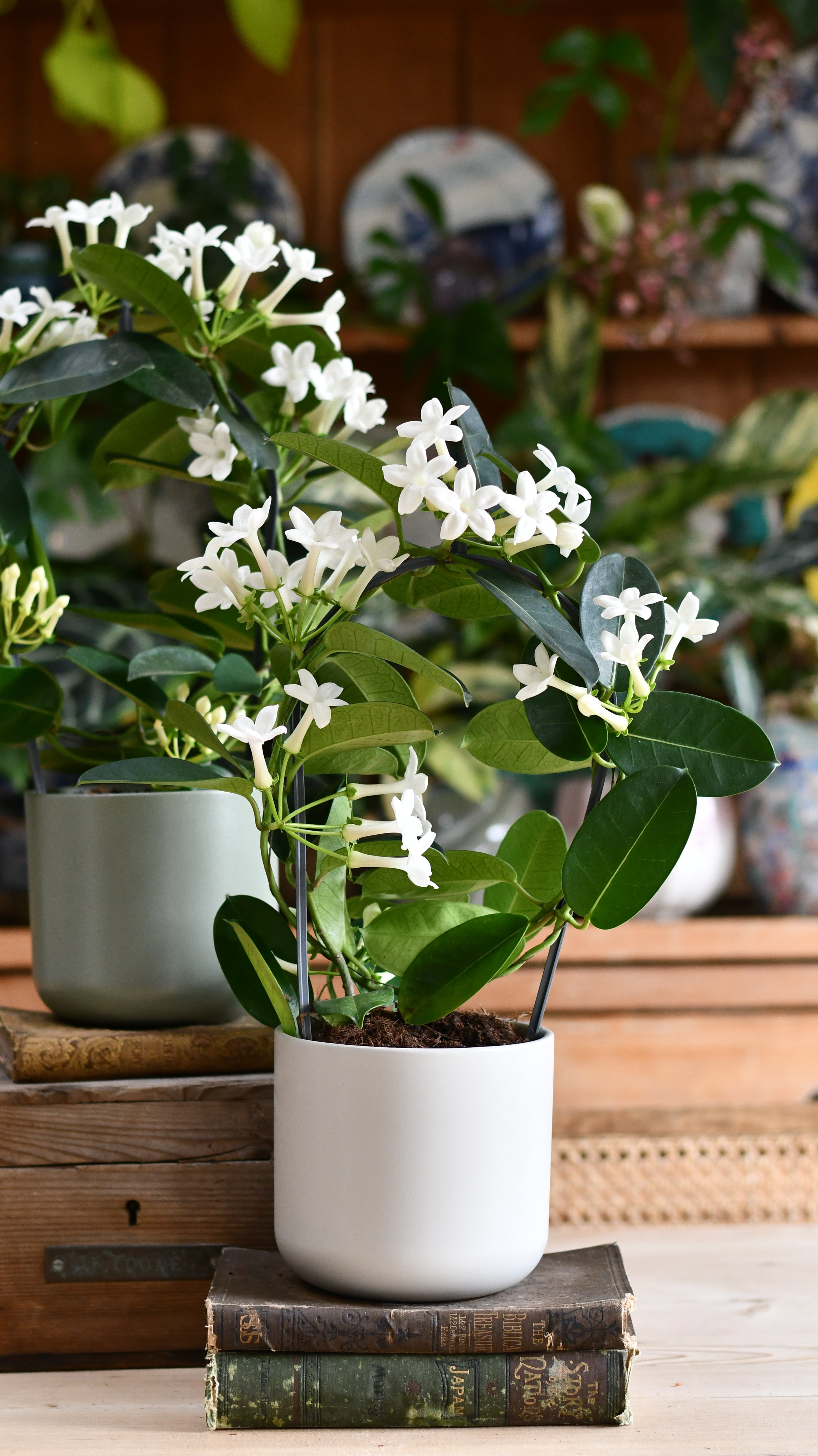 Stephanotis floribunda & Lisbon Planter – Happy Houseplants