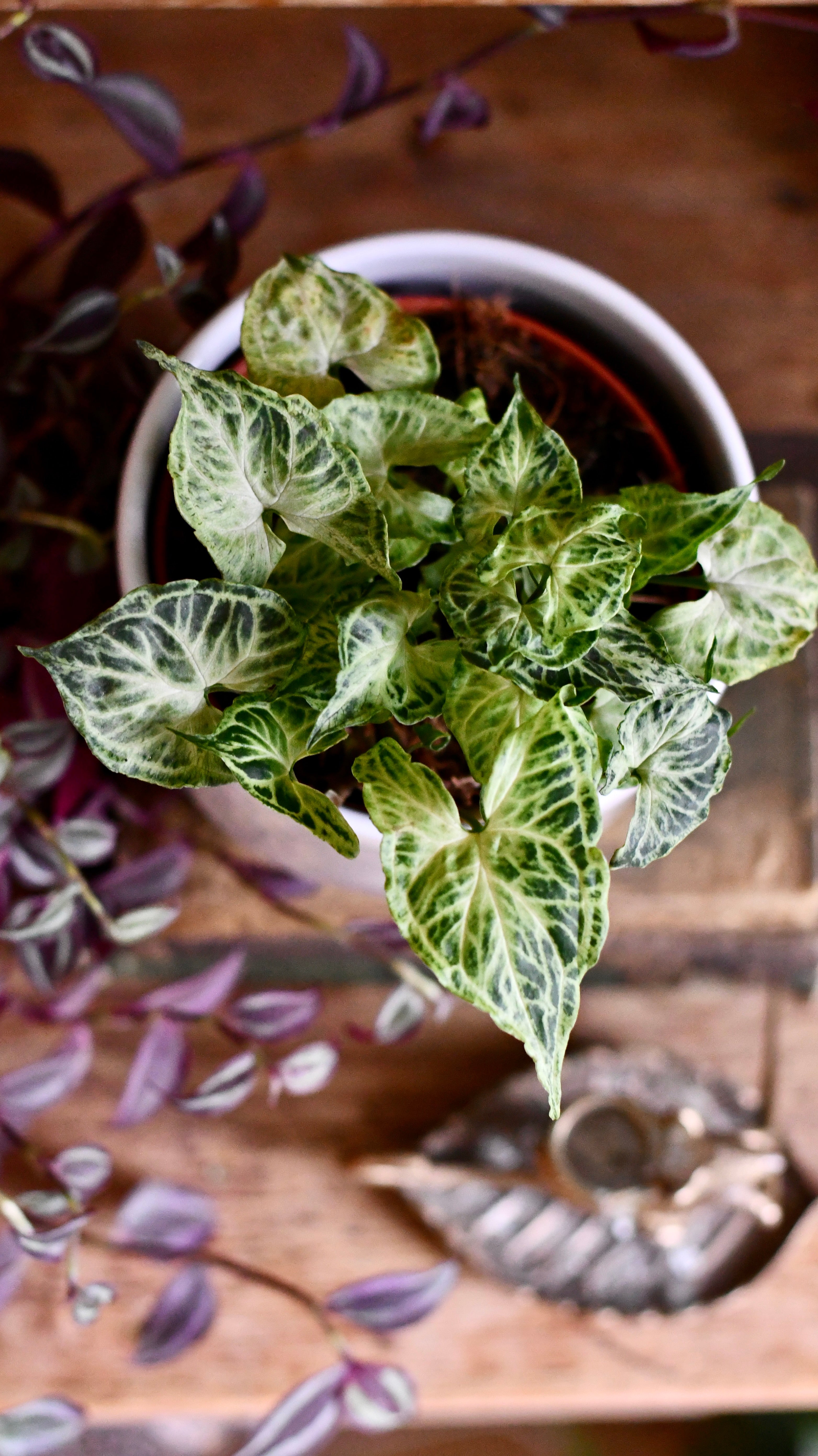 Syngonium podophyllum 'Batik' | Rare Plant | Happy Houseplants – Happy ...