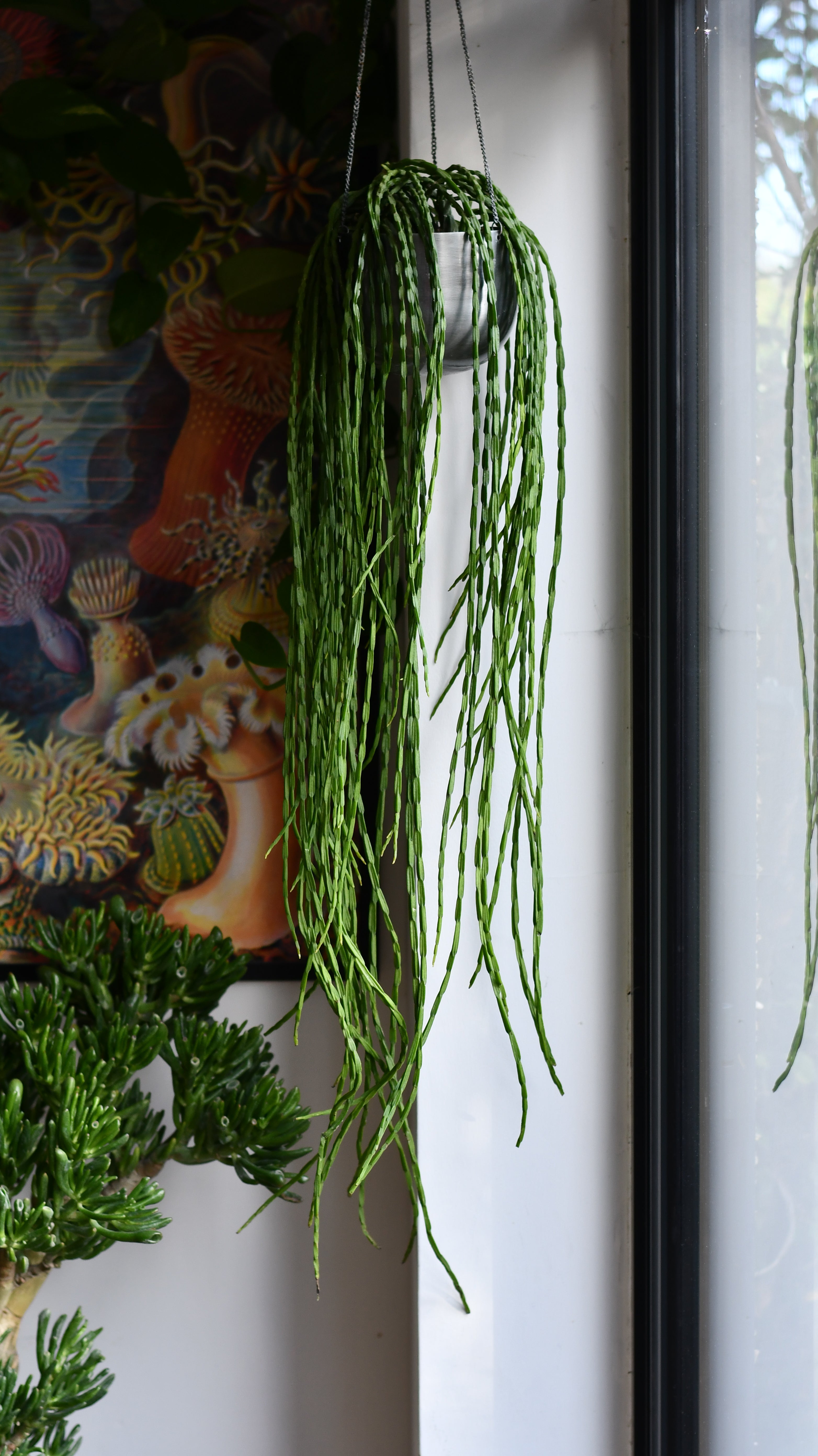 Rhipsalis Paradoxa | Chain Cactus | Happy Houseplants – Happy Houseplants