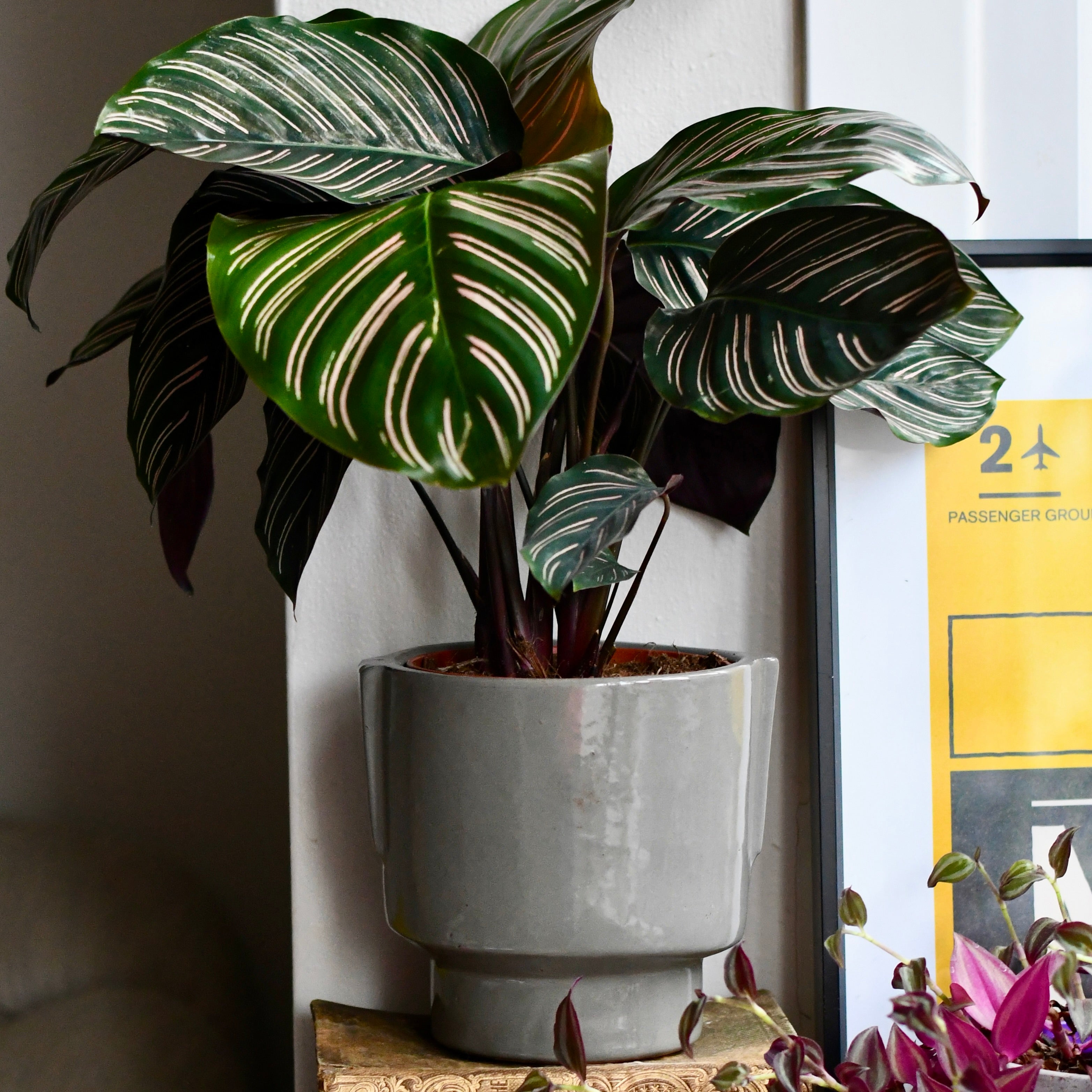 Aries Grey premium Glaze Handle planter (14cm indoor plant pot) – Happy ...