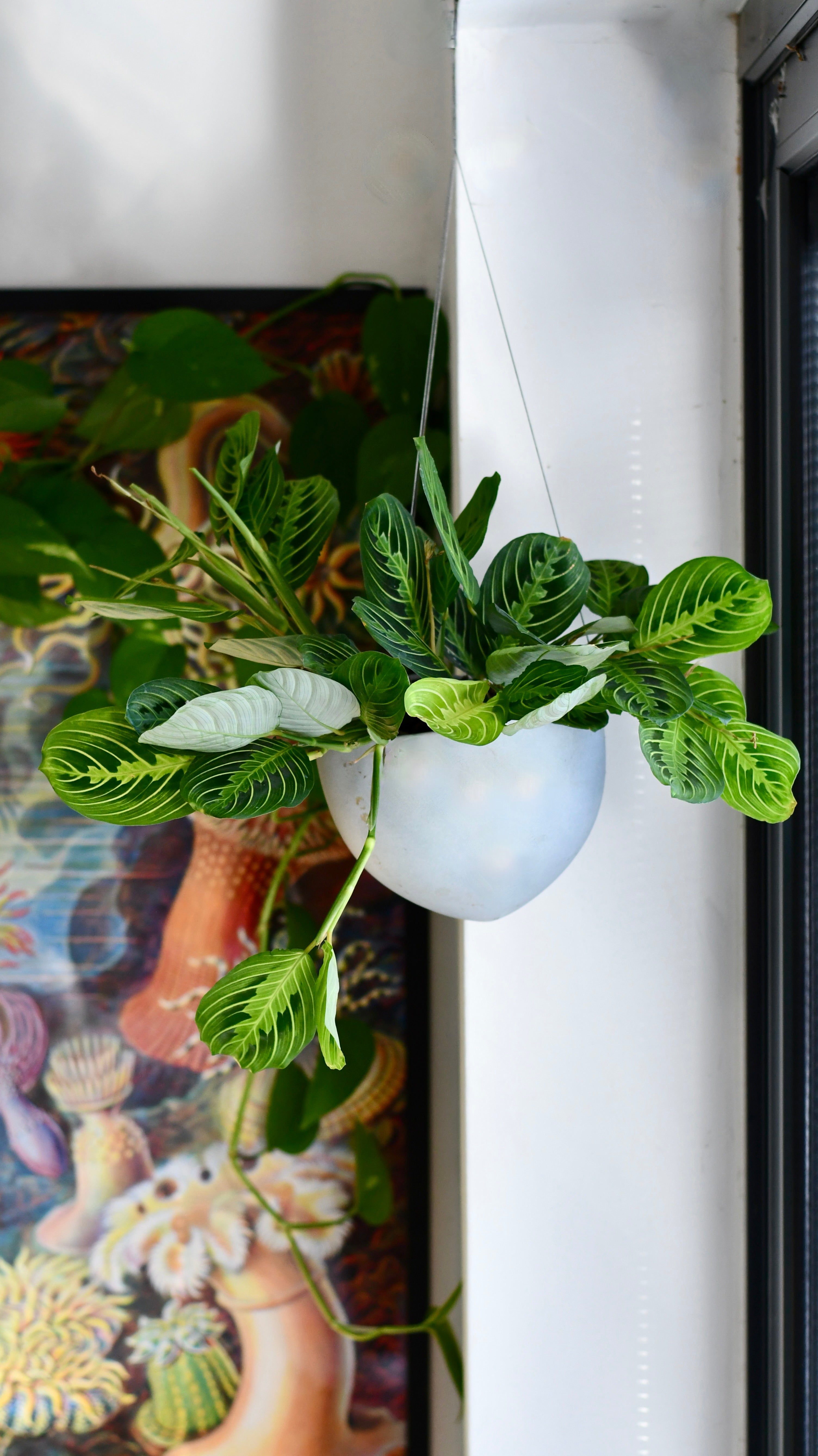 Hanging Maranta Leuconeura Marisela - Lemon and Lime – Happy Houseplants