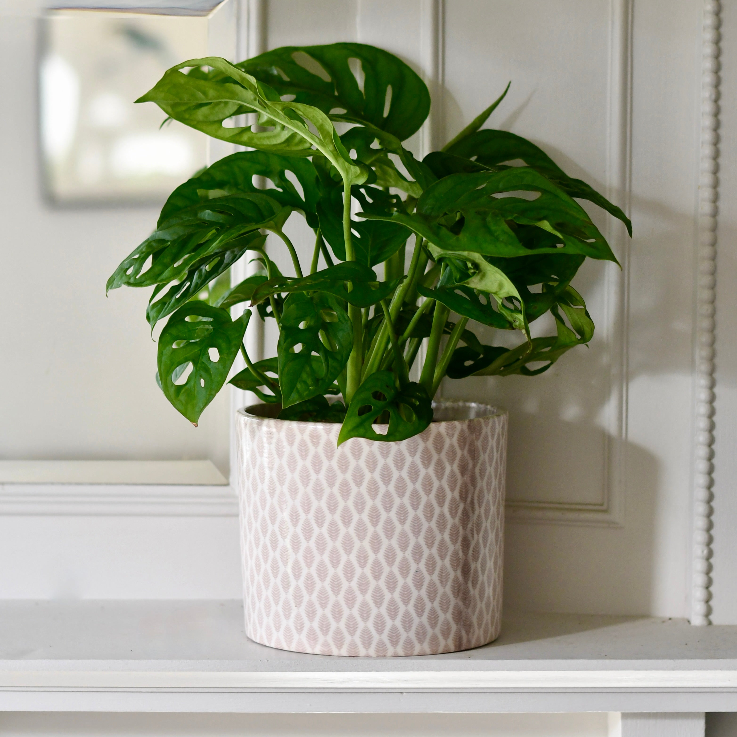 Bohemian Monza Planter | Indoor Plant Pots | Happy Houseplants – Happy ...