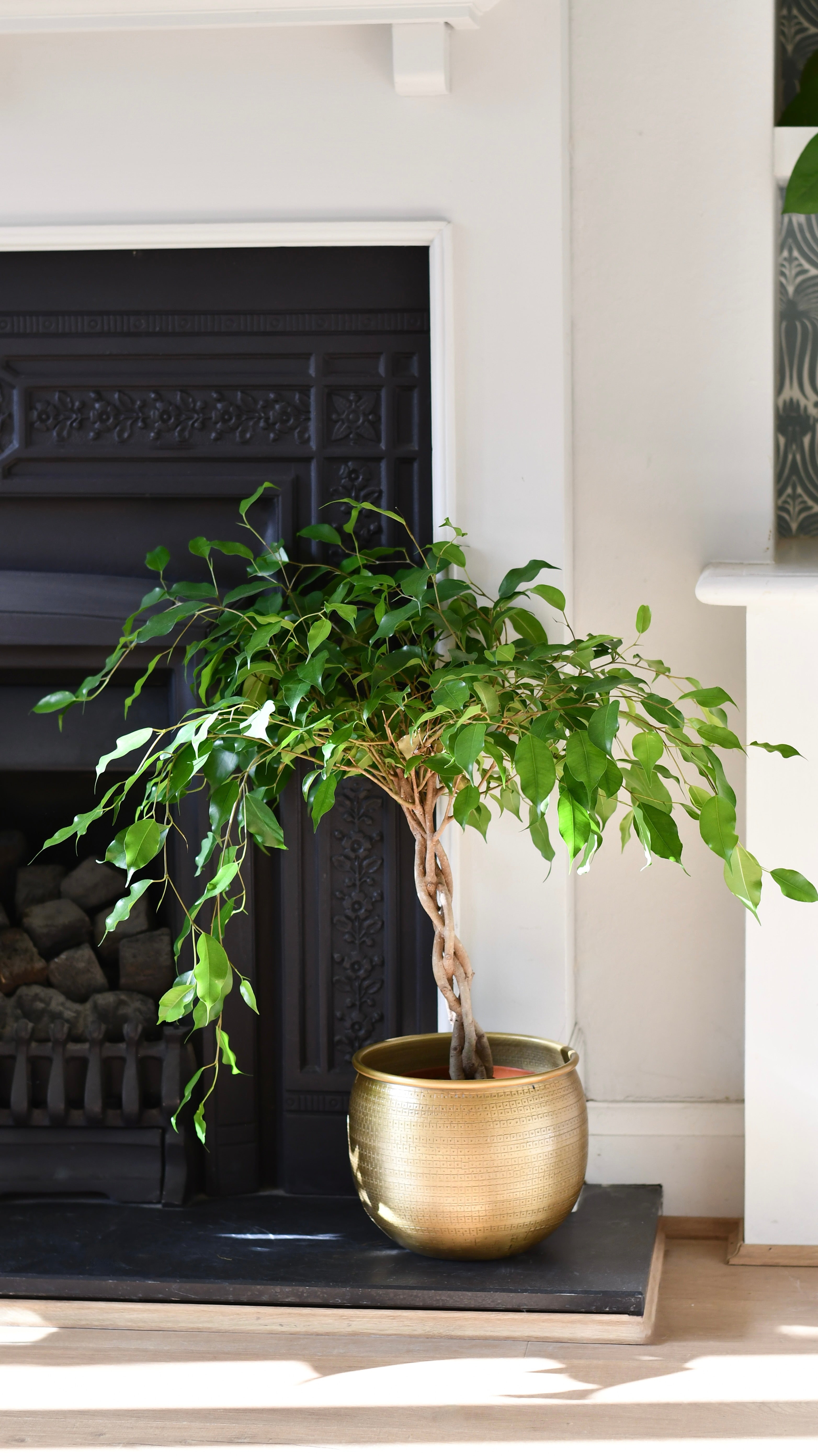 Dwarf Weeping Fig Tree or Ficus Benjamina – Happy Houseplants