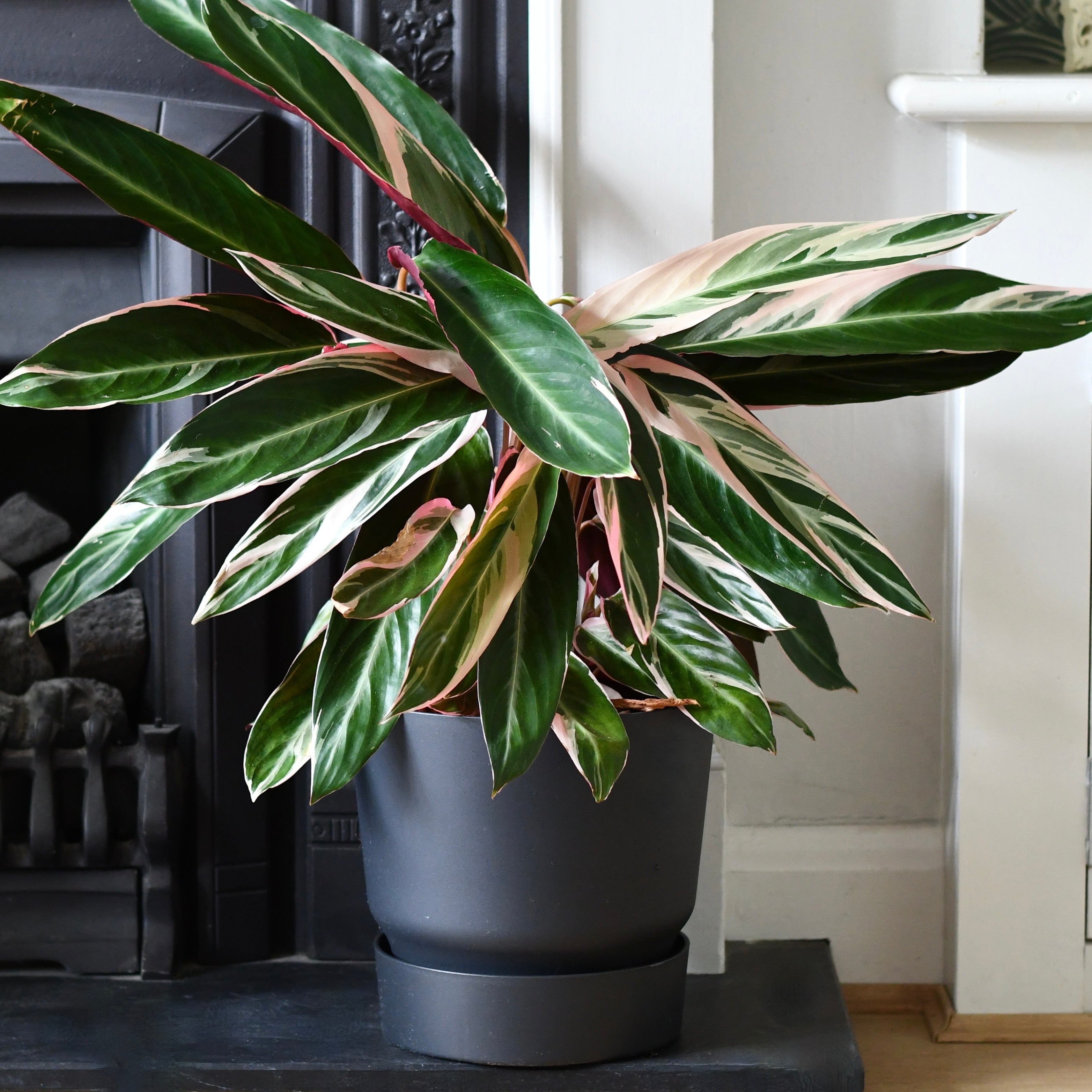 Brussels Round Plant Pot 25cm - Indoor Plant pot – Happy Houseplants