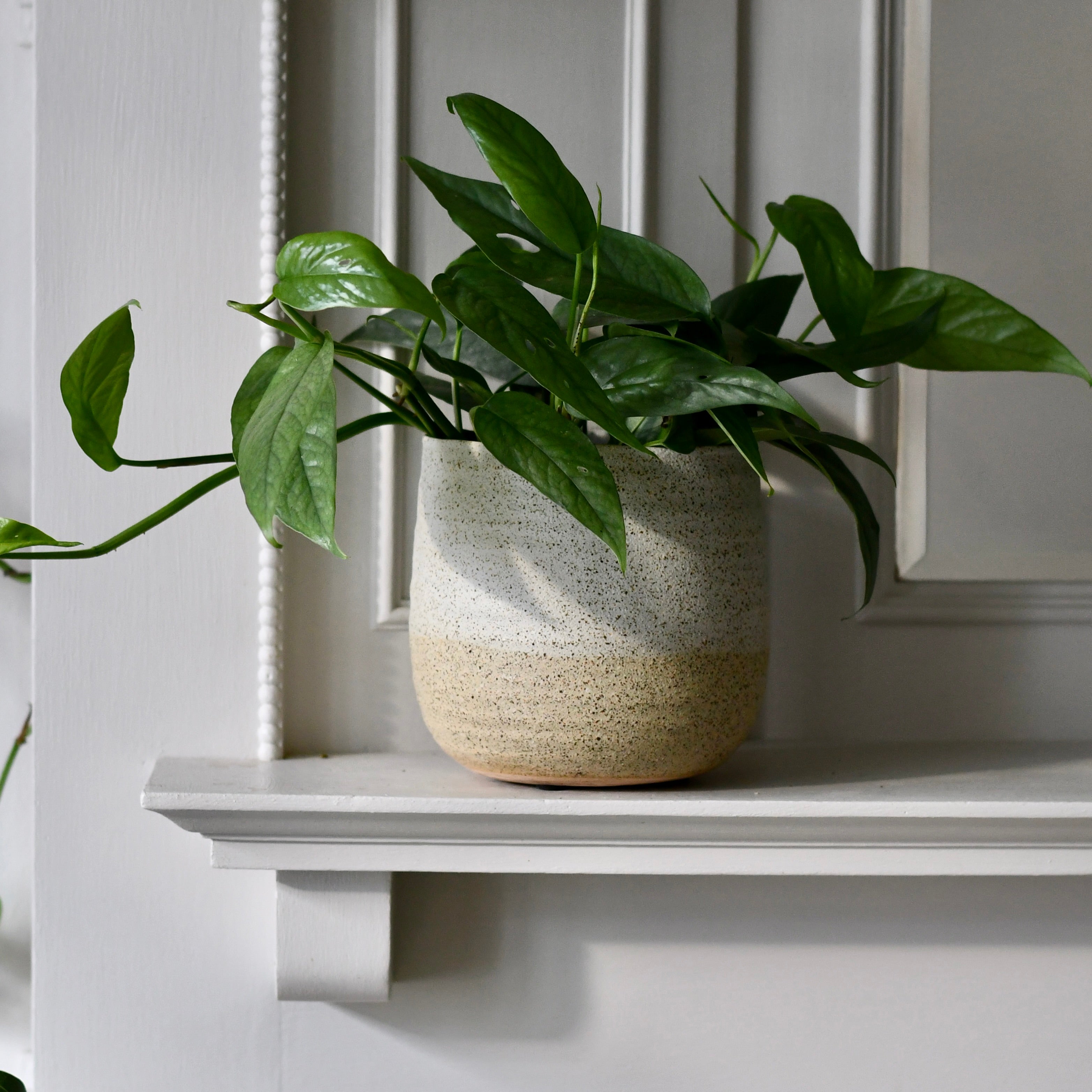 Celeste Cream premium Glaze planter (14cm plant pot) – Happy Houseplants