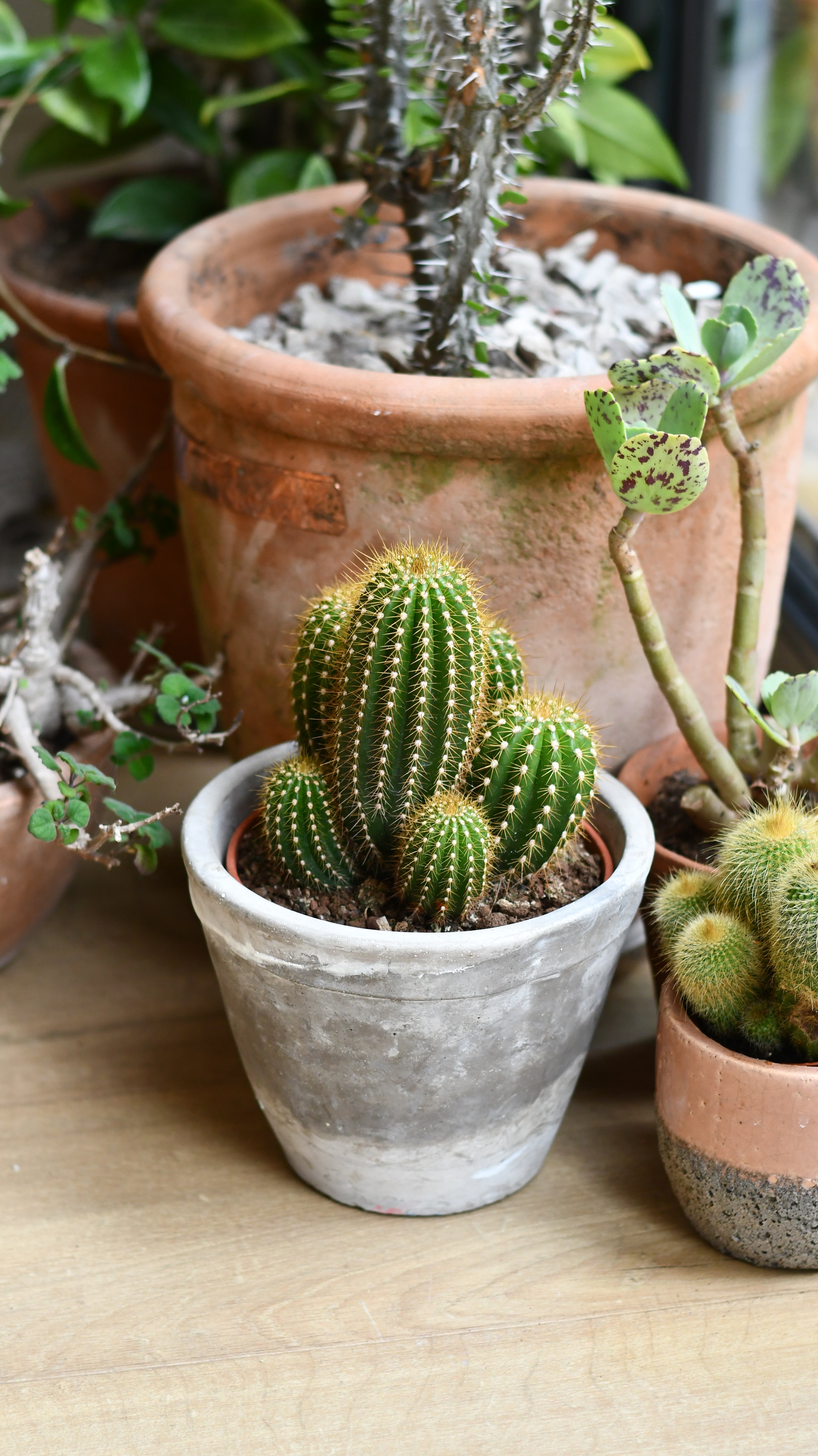 Small Pilocereus pachycladus azureus | Brazilian Blue Cactus | Blue Co ...