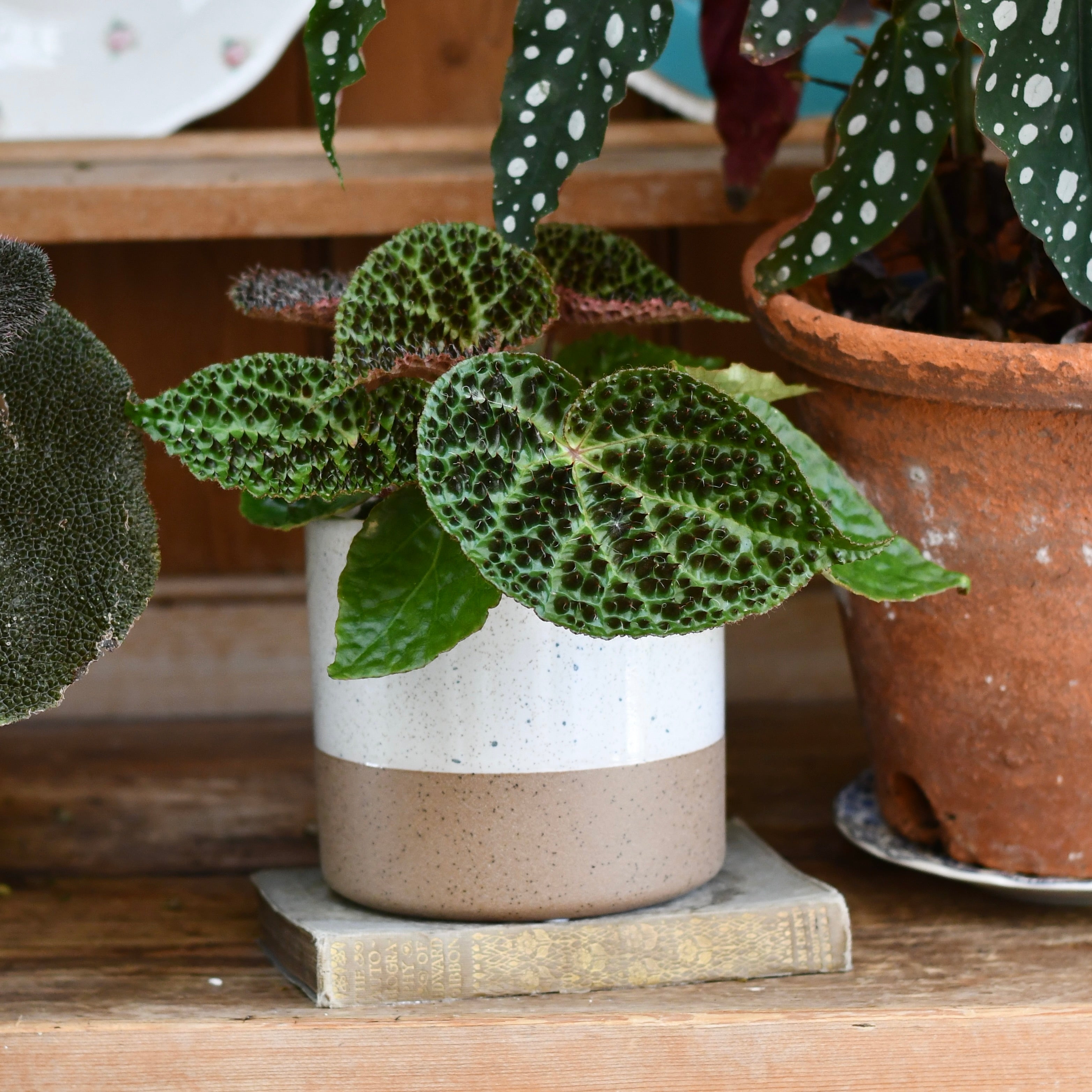 Shoreline Two-Tone Ceramic Pot – Happy Houseplants