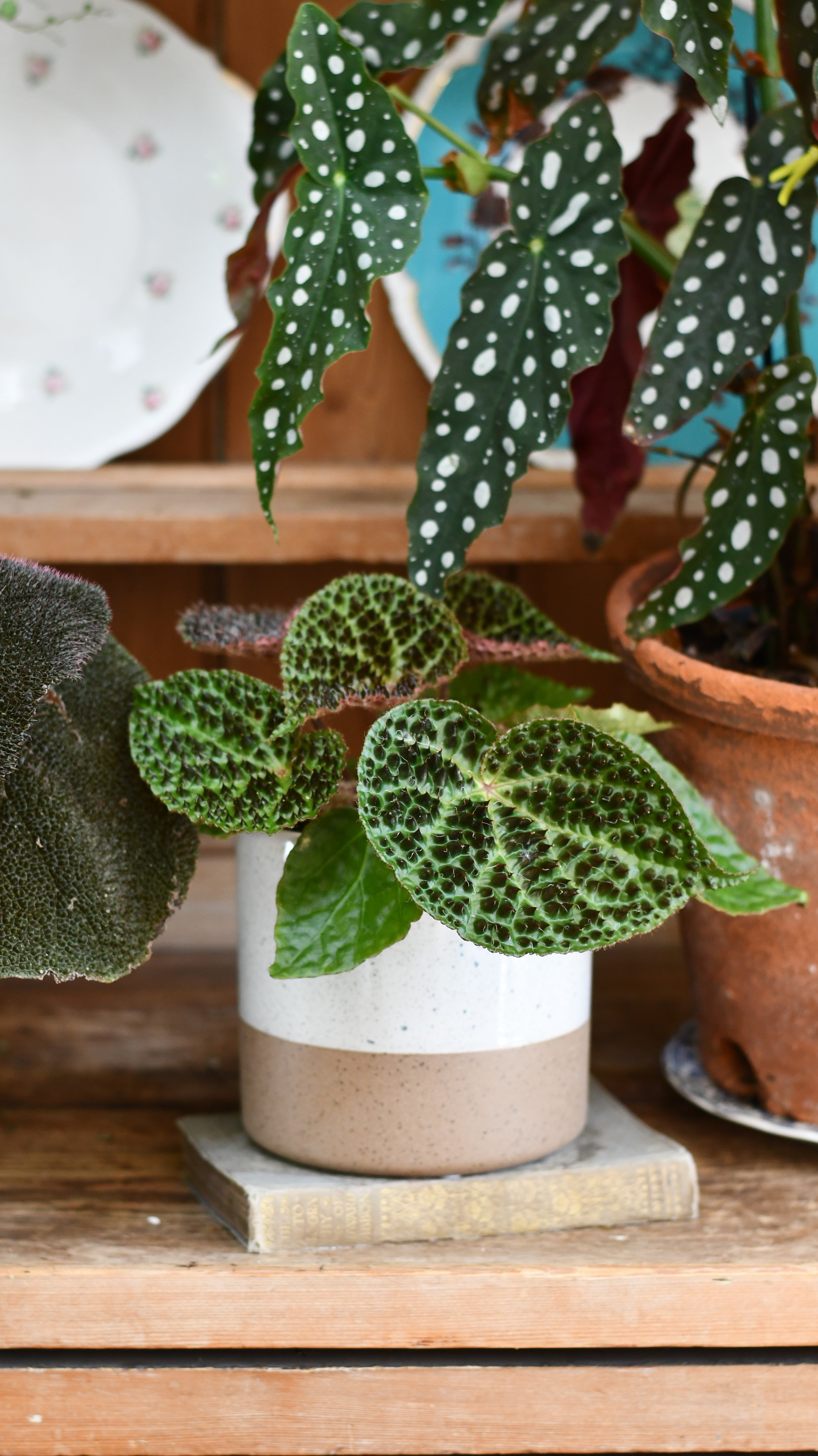 Begonia ferox (spiky begonia or ferocious begonia) – Happy Houseplants