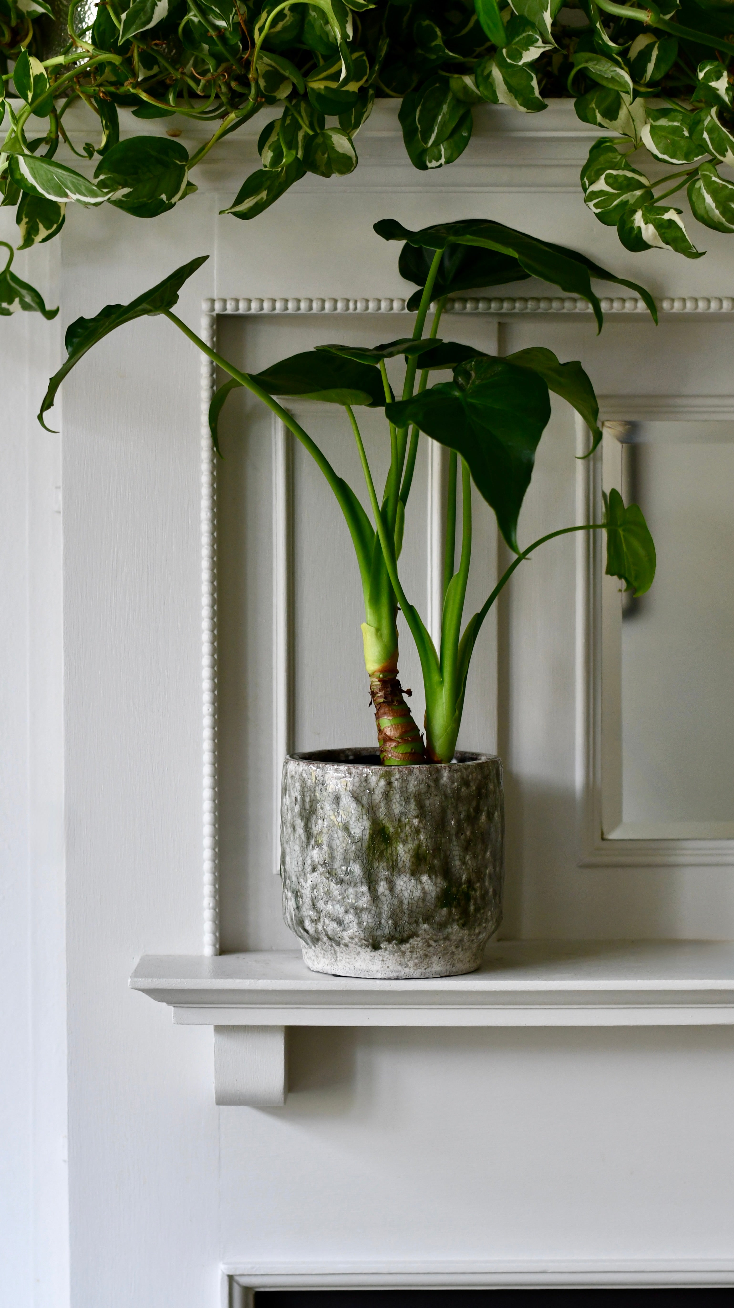 Alocasia Cucullata – Buddha’s Palm – Happy Houseplants
