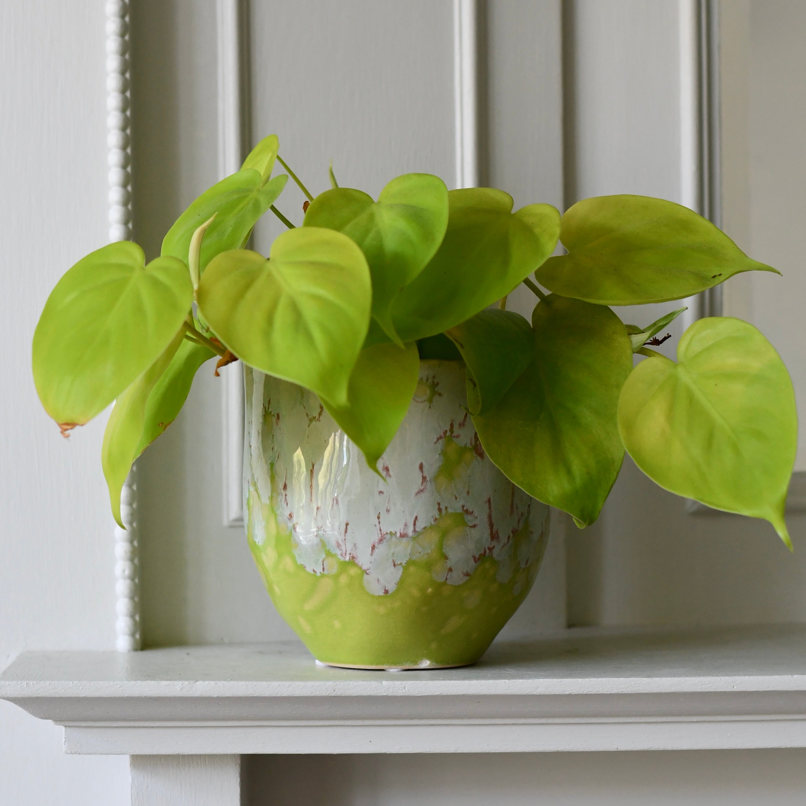 Appletarn Planter 13cm x 13cm Planter – Happy Houseplants