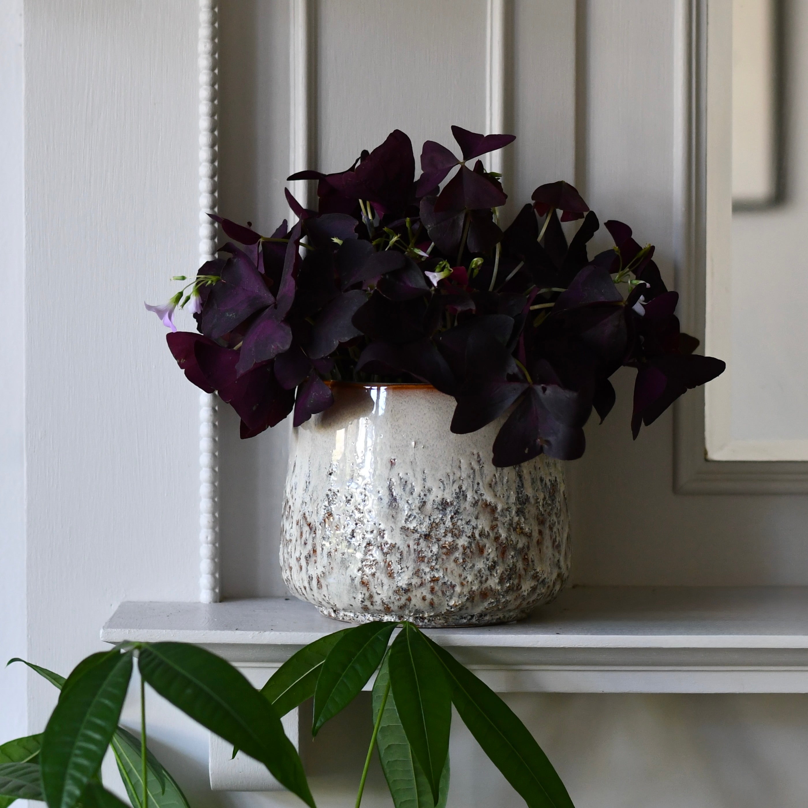 Rustic farmhouse cream D15 H13 – Happy Houseplants