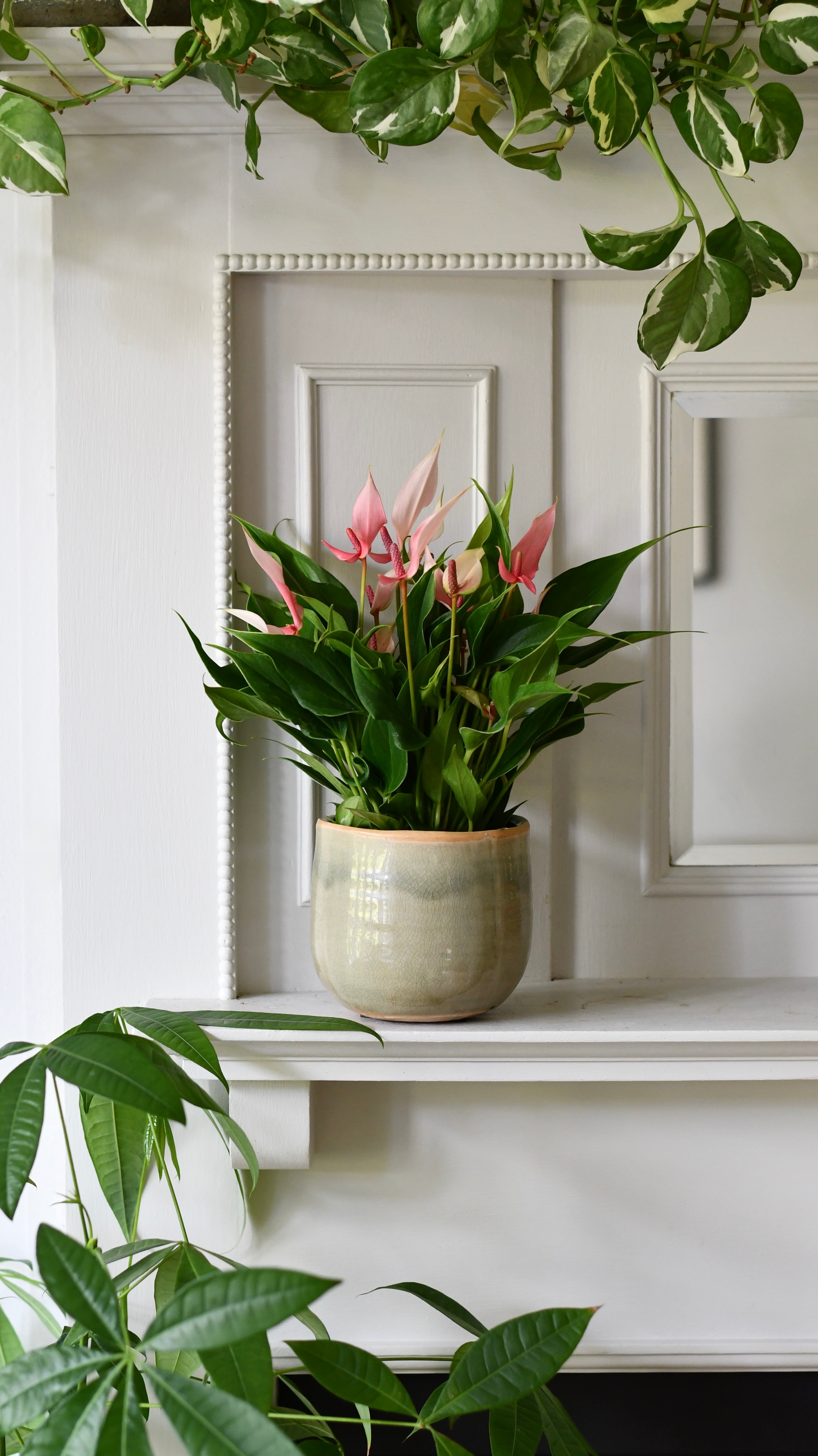 Anthurium ‘Lilli’ in Como Pot – Light Pink Flamingo Flower | Happy ...