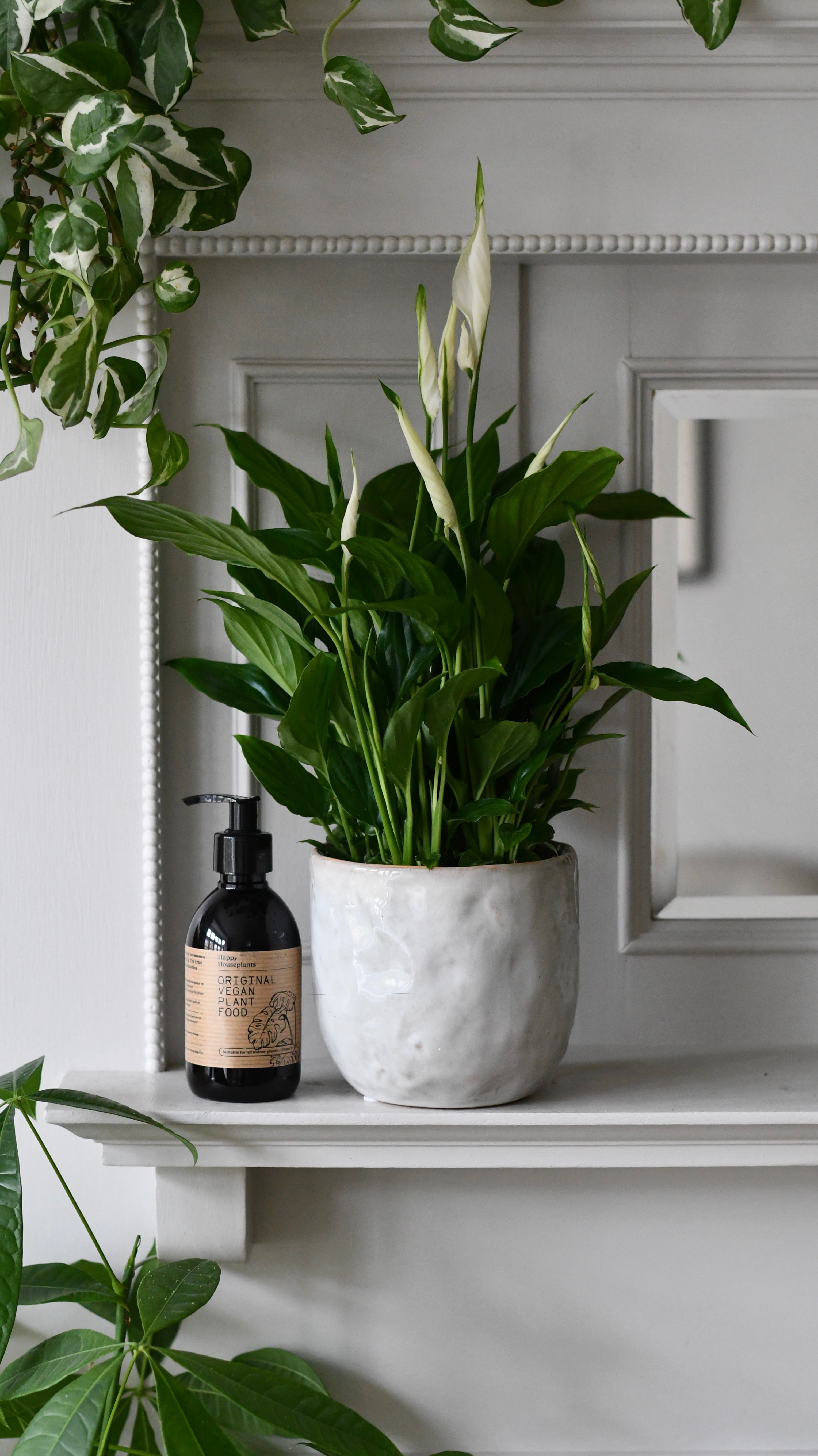 Christmas Gifts | Peace Lily Verdi Gift with Ceramic Pot and Organic ...