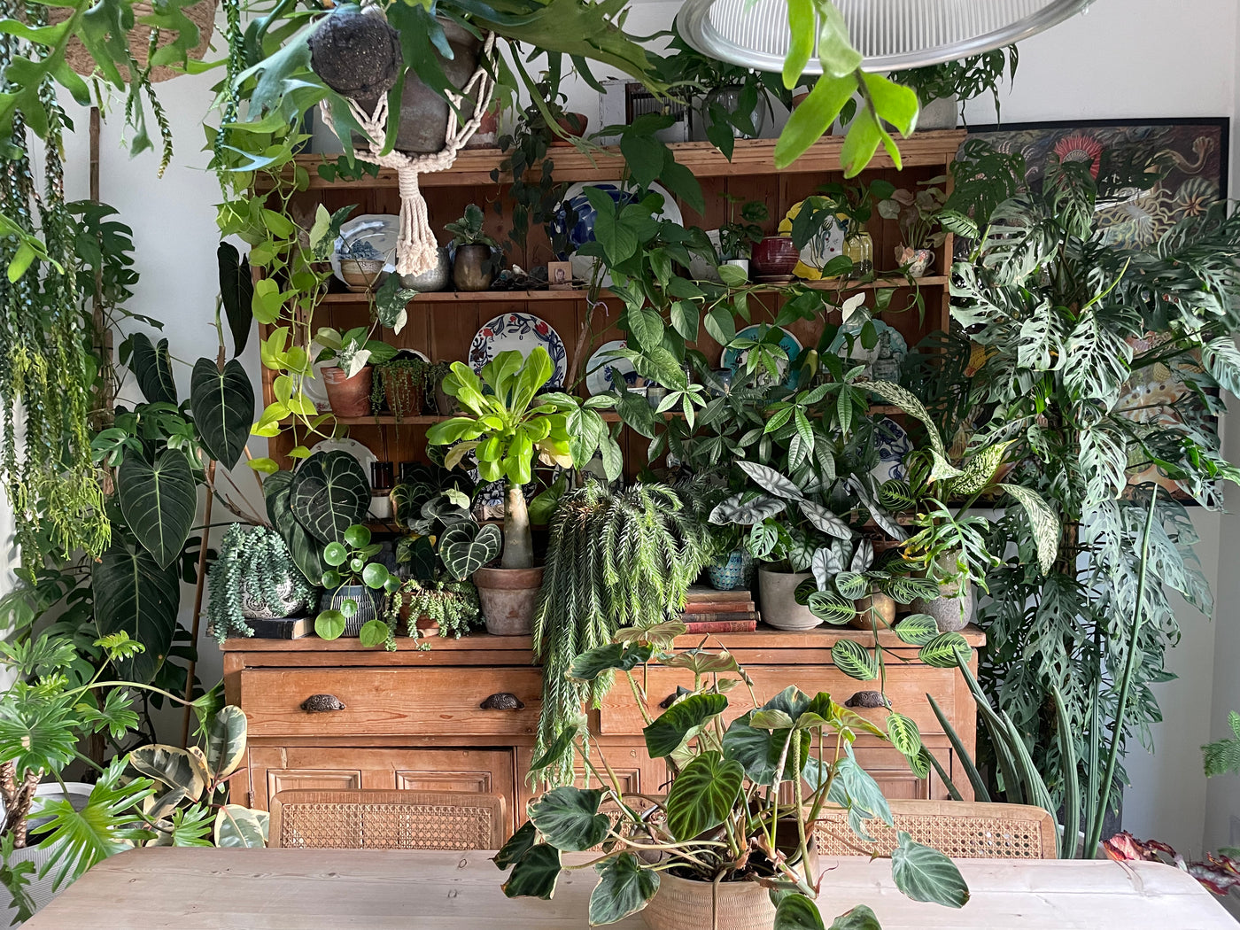 Happy Houseplants | Shop Low Priced Indoor Plants | Buy Plants Now!