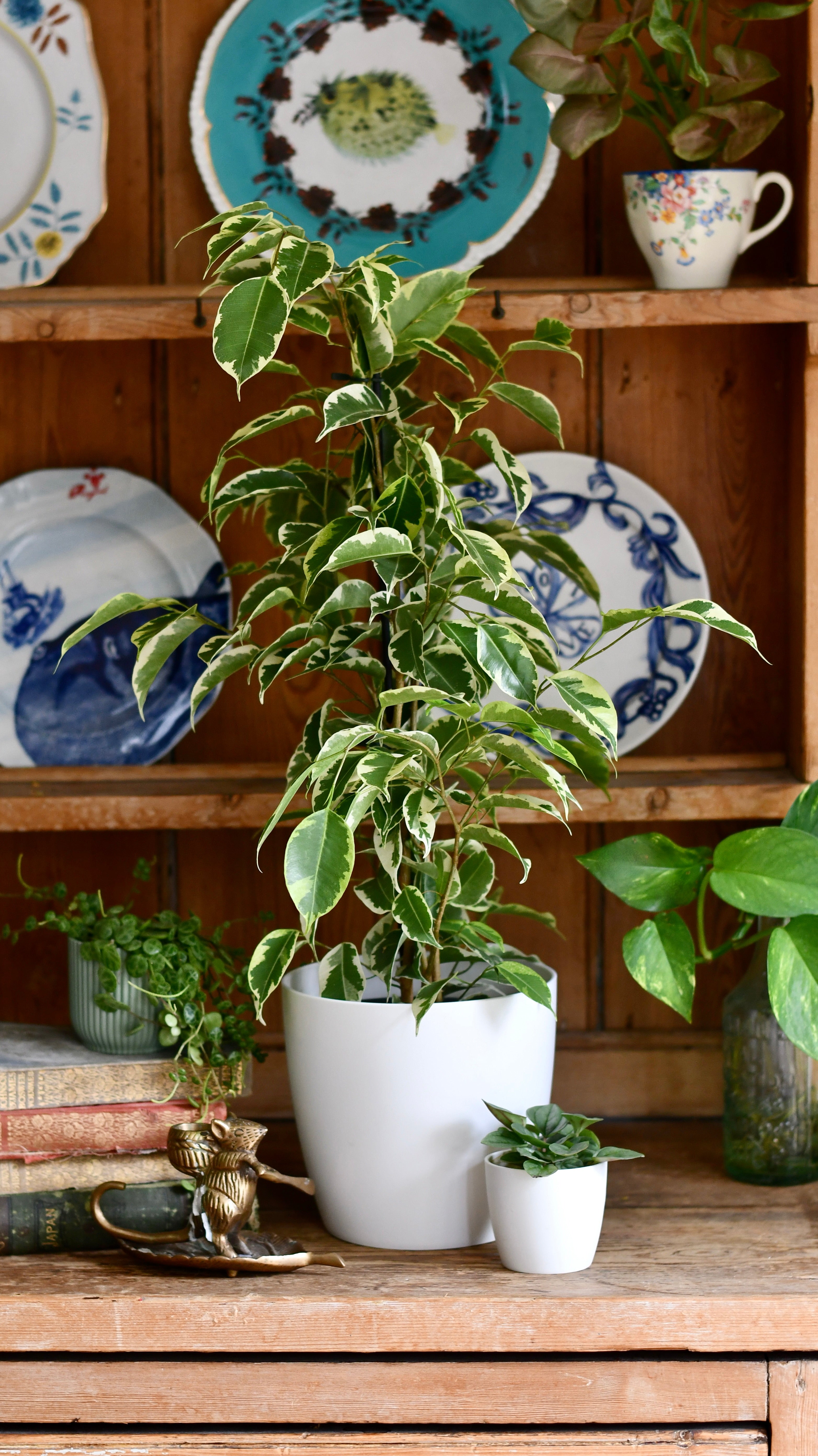 Ficus Golden King & Baby Peperomia Milano Houseplant Gift Set | Happy ...