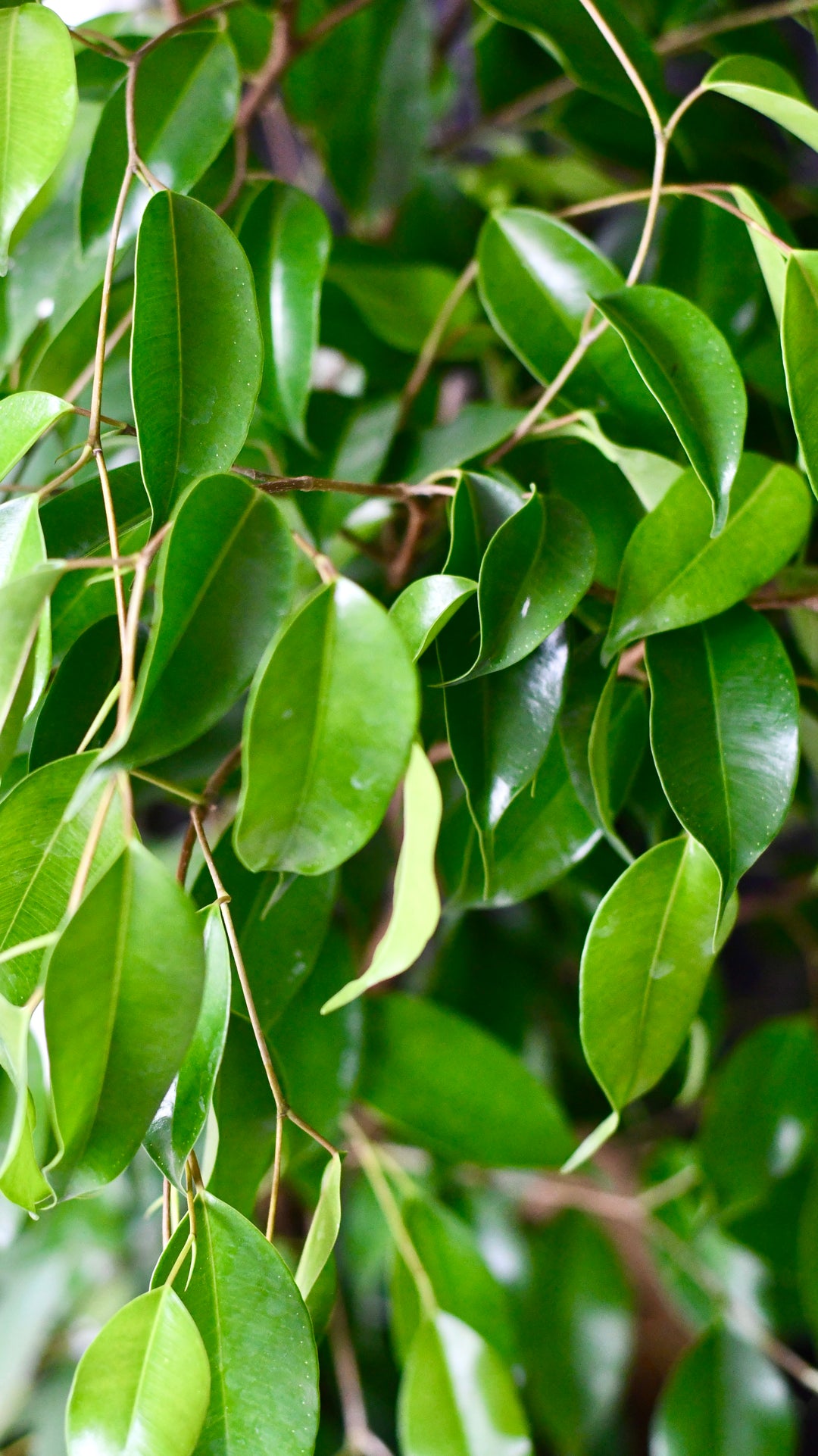 benjamin fig weeping fig