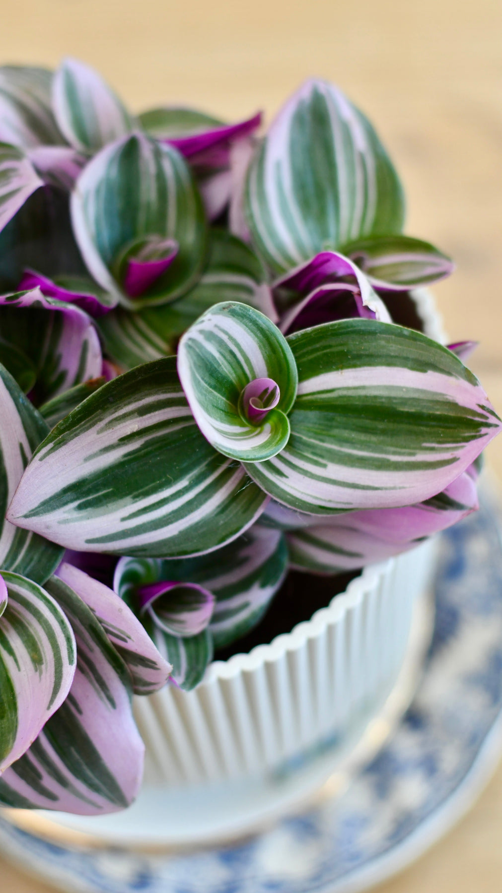 Pink Tradescantia Nanouk | Wandering Dude | Fantasy Venice – Happy ...