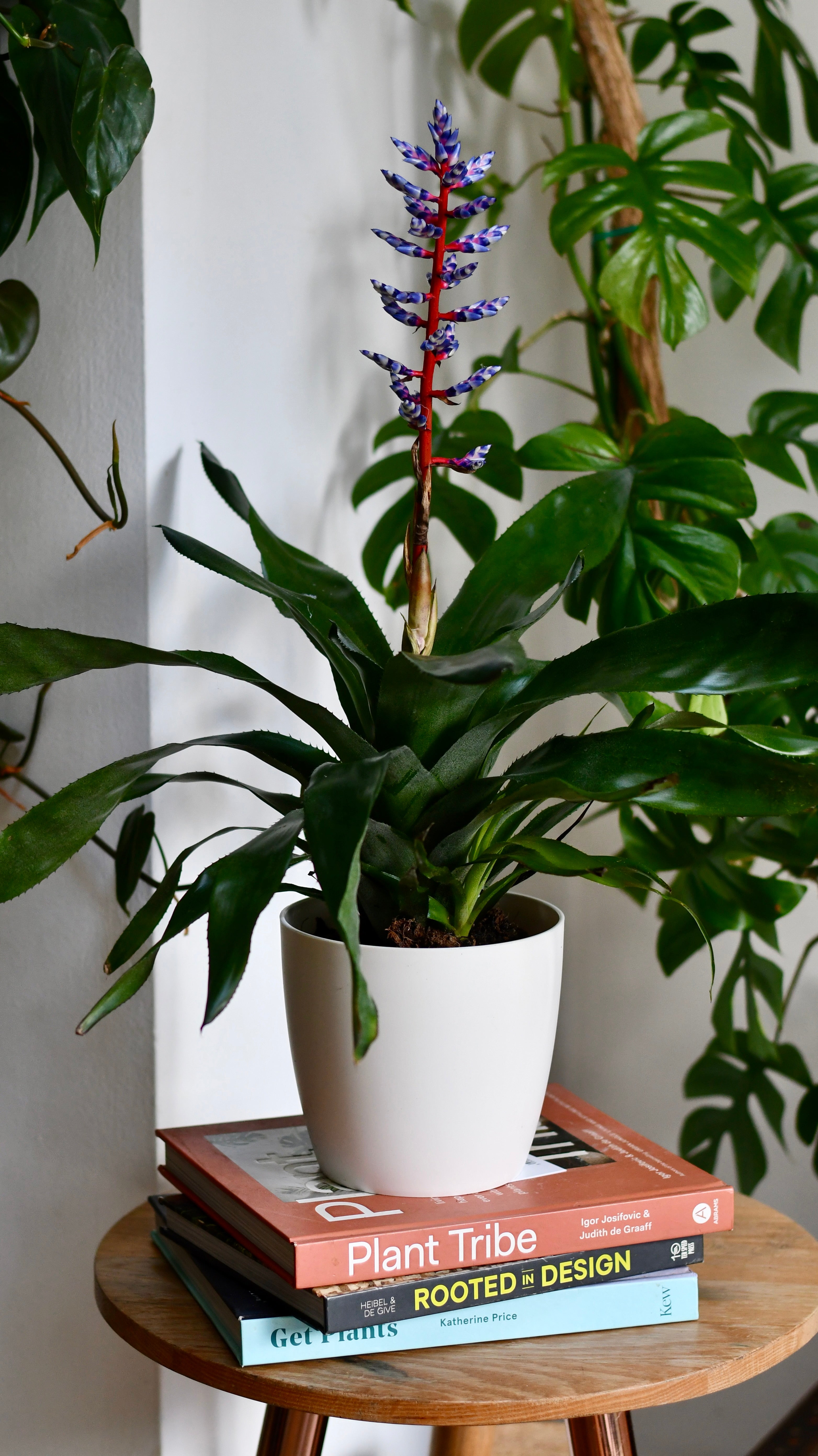 Bromeliad Aechmea Blue Rain & Brussels Pot | Happy Houseplants – Happy ...