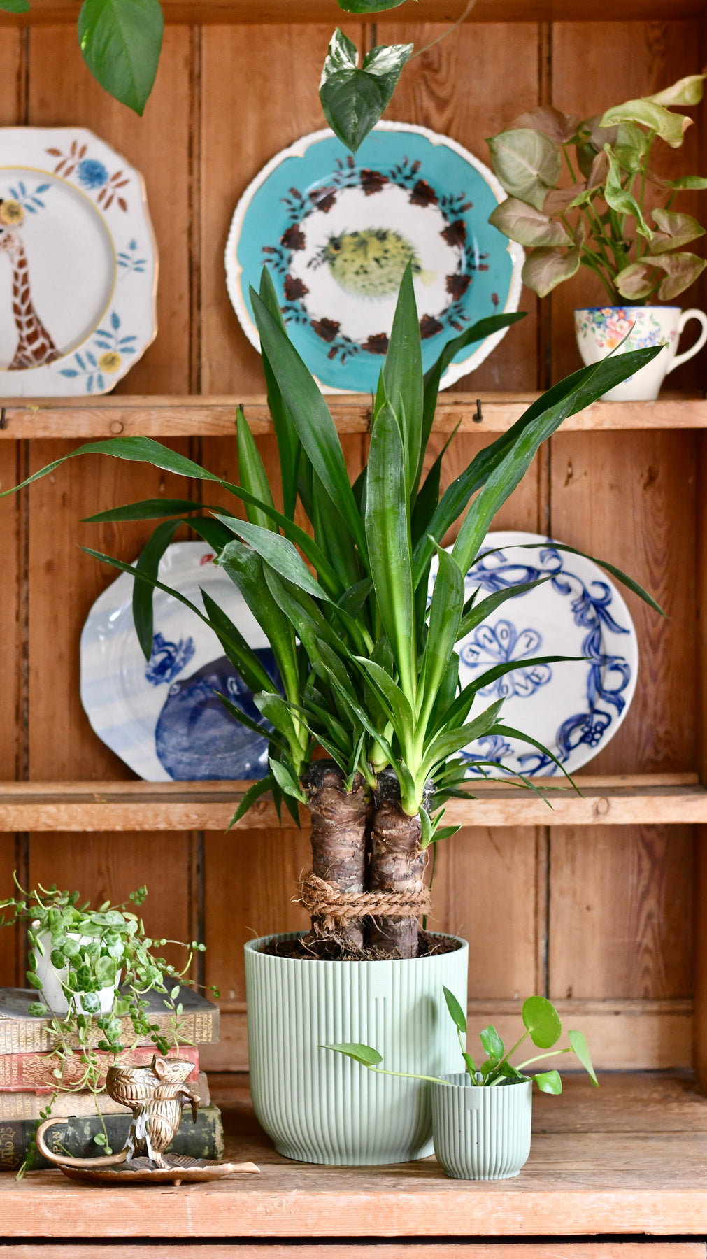 Yucca Elephatipes & Baby Pilea | Houseplant Gift Set | Happy ...