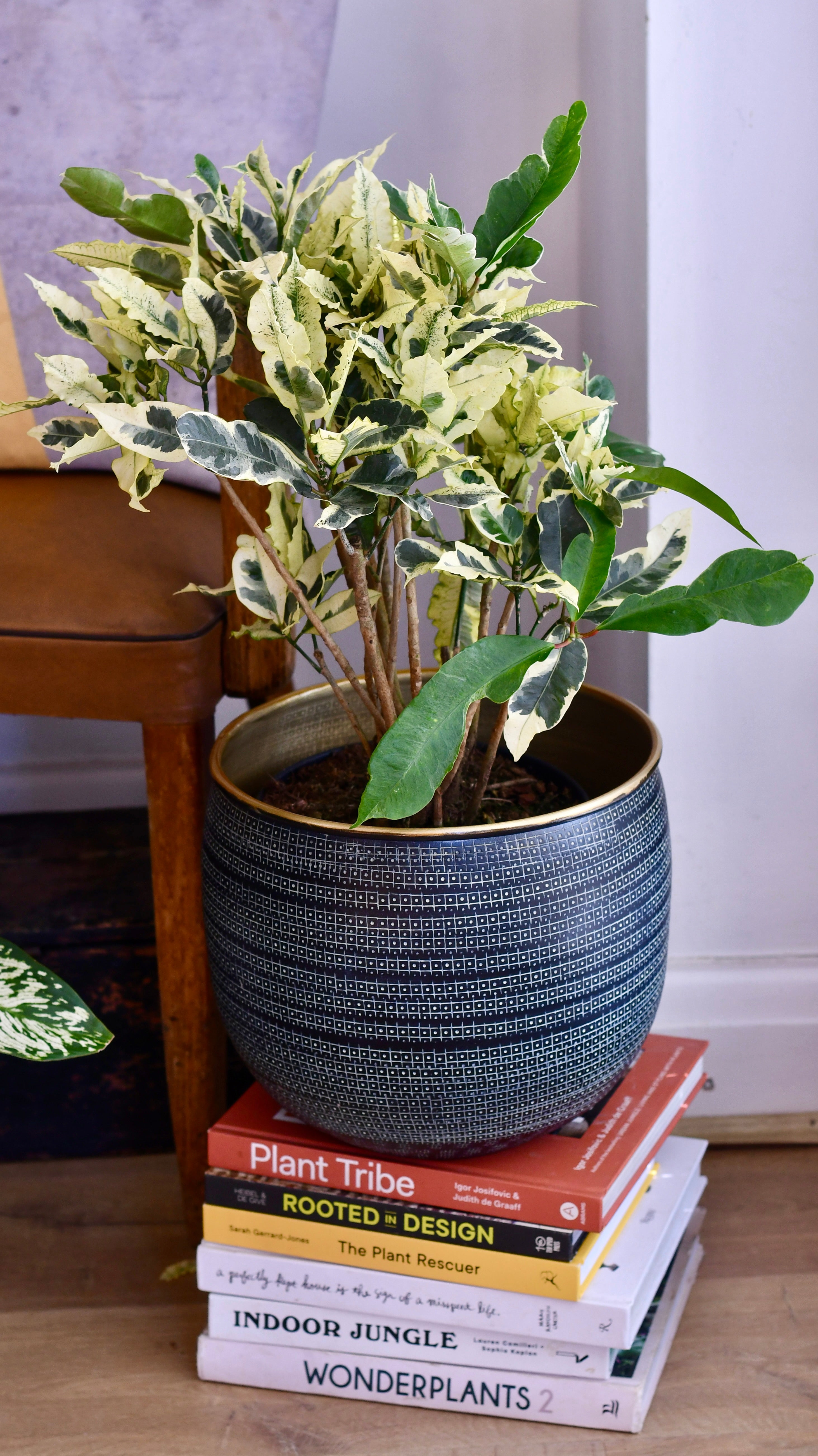 Codiaeum variegatum 'Tamara' (Croton Tamara) | Happy Houseplants ...