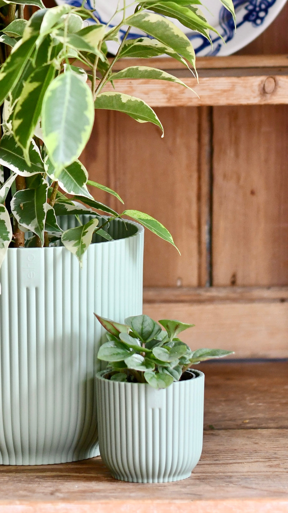 Ficus Golden King & Baby Peperomia Milano Houseplant Gift Set | Happy ...